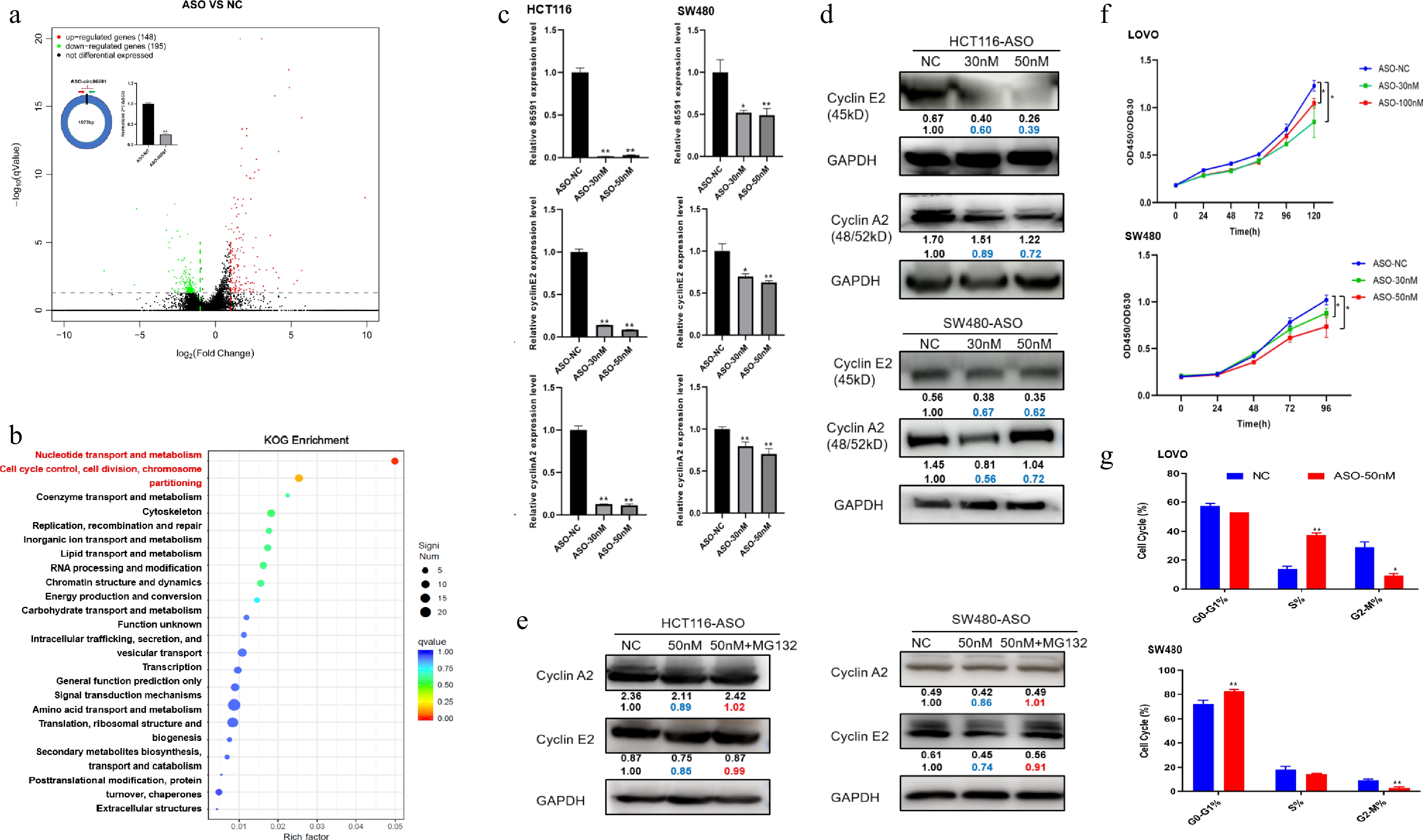 circ86591's suppression of colorectal cancer cell proliferation via ...