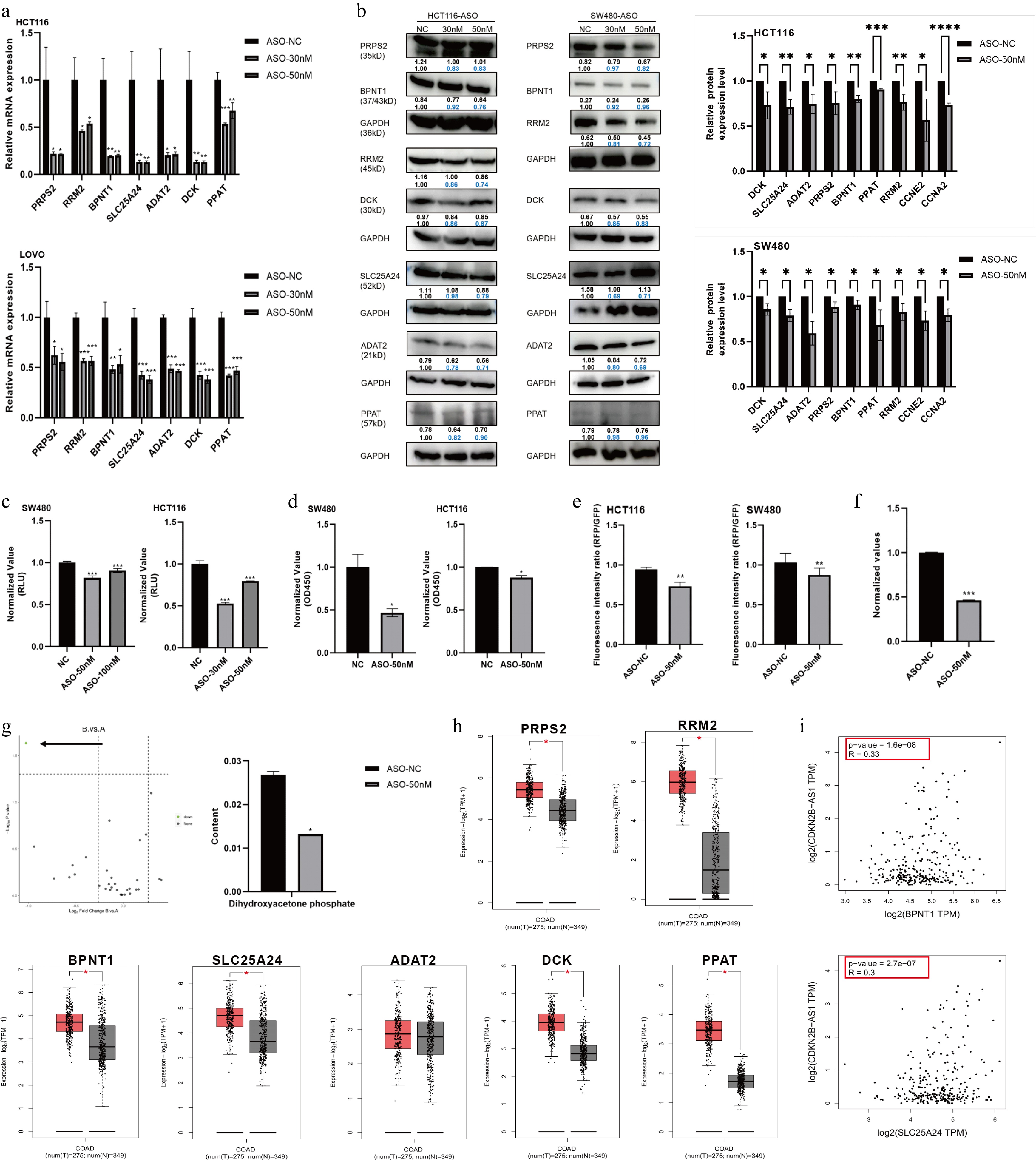 circ86591's suppression of colorectal cancer cell proliferation via ...