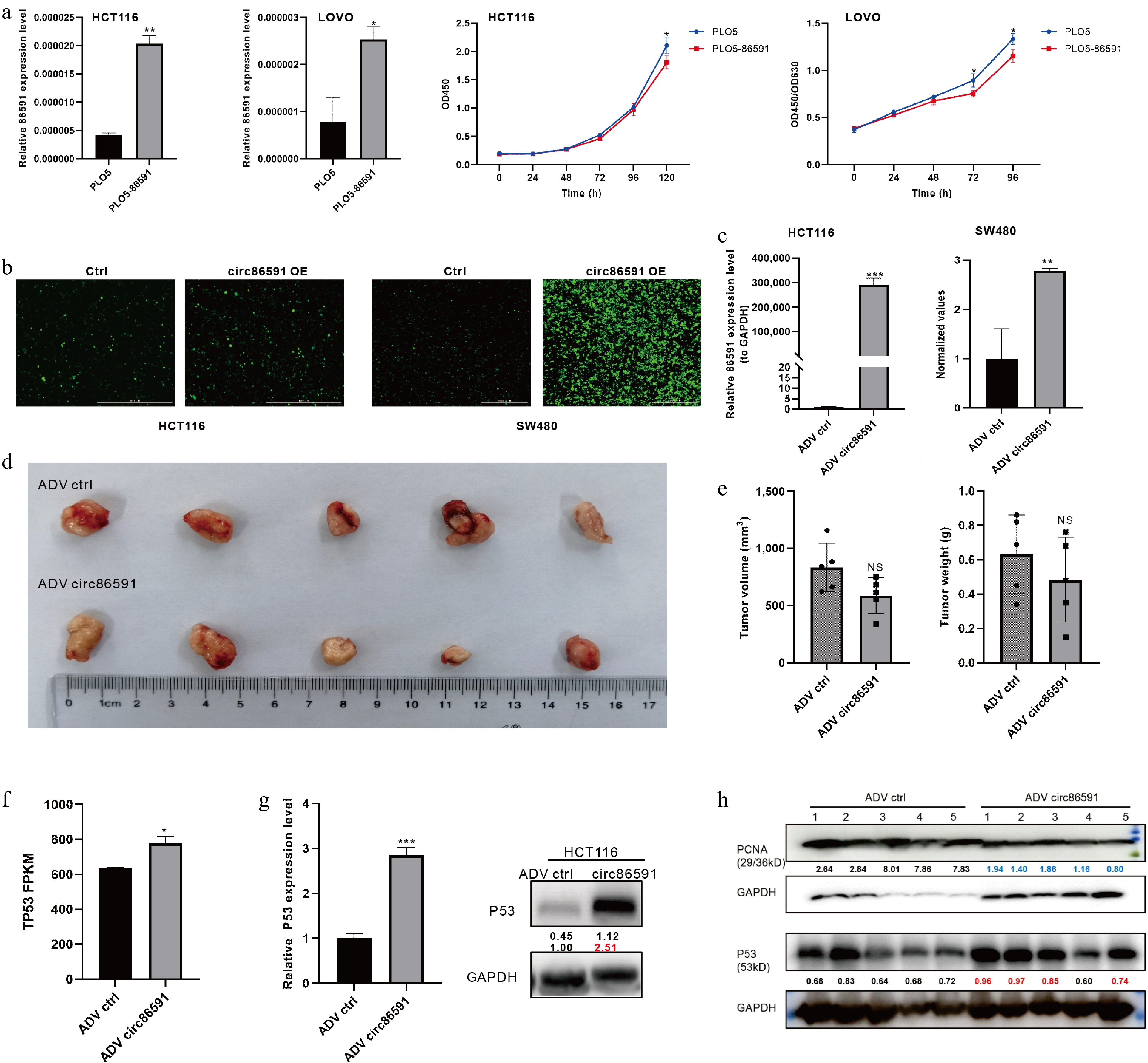 circ86591's suppression of colorectal cancer cell proliferation via ...