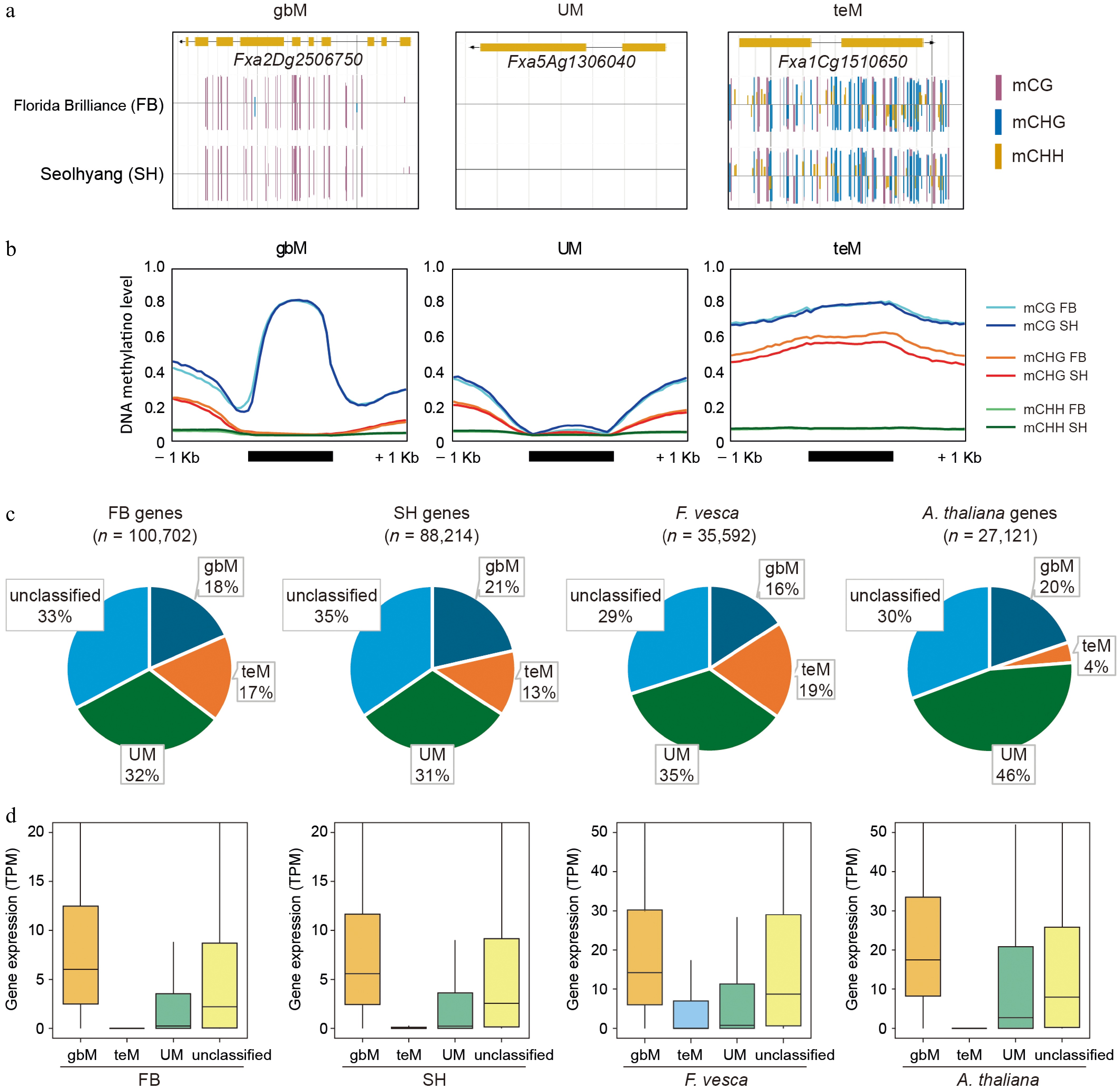 Genome-wide DNA methylation profiling of the octoploid strawberry ...
