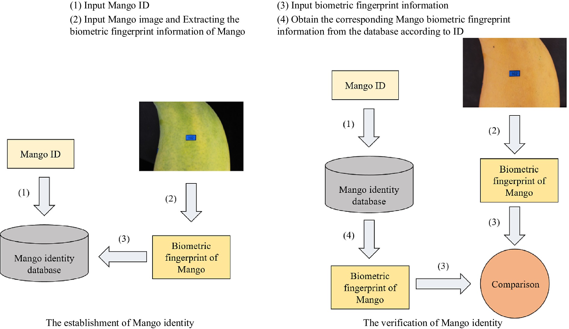 A mango biological fingerprint anti-counterfeiting method based on Fuzzy C-means clustering