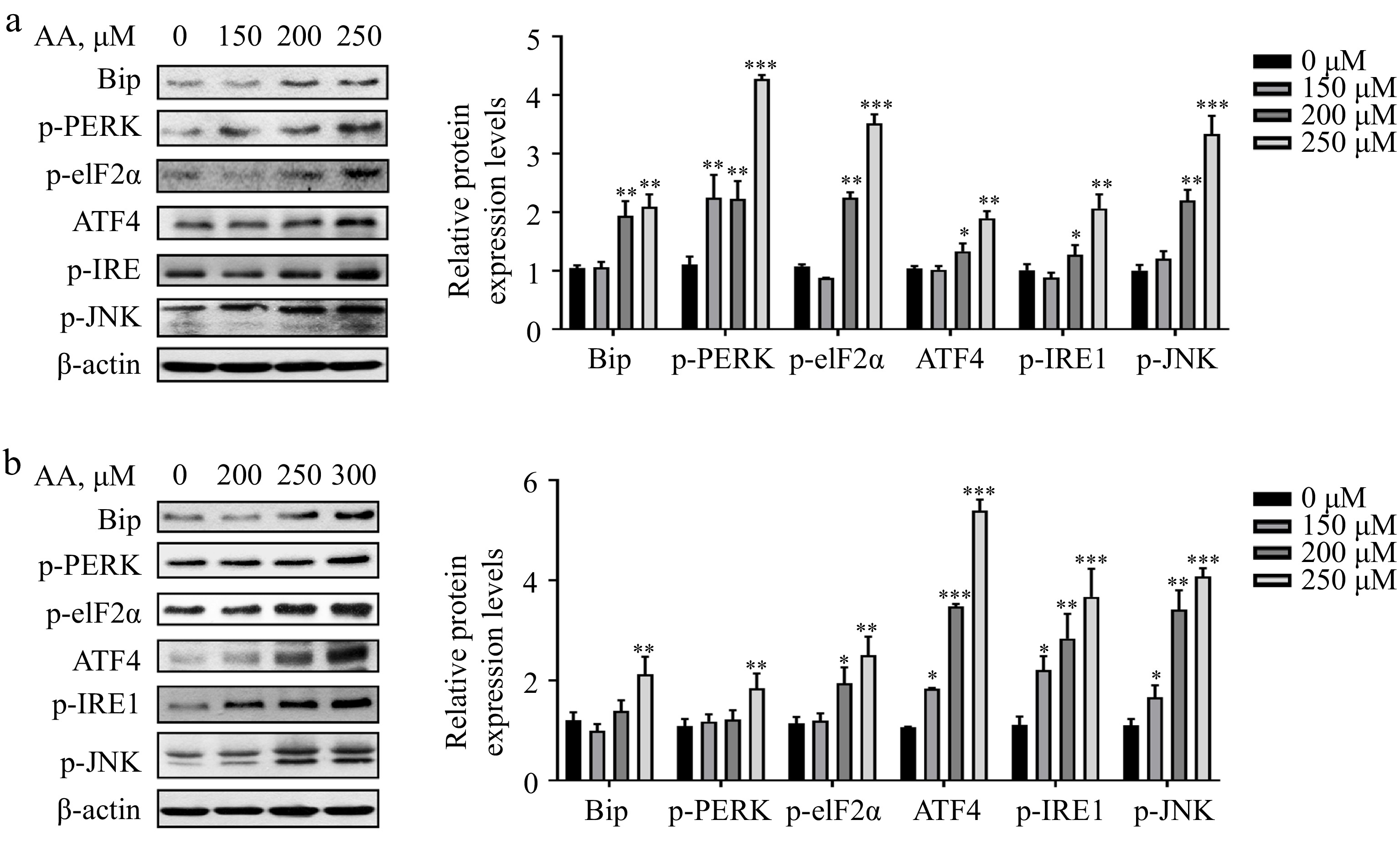 Distinct roles of the IRE1α arm and PERK arm of unfolded protein ...
