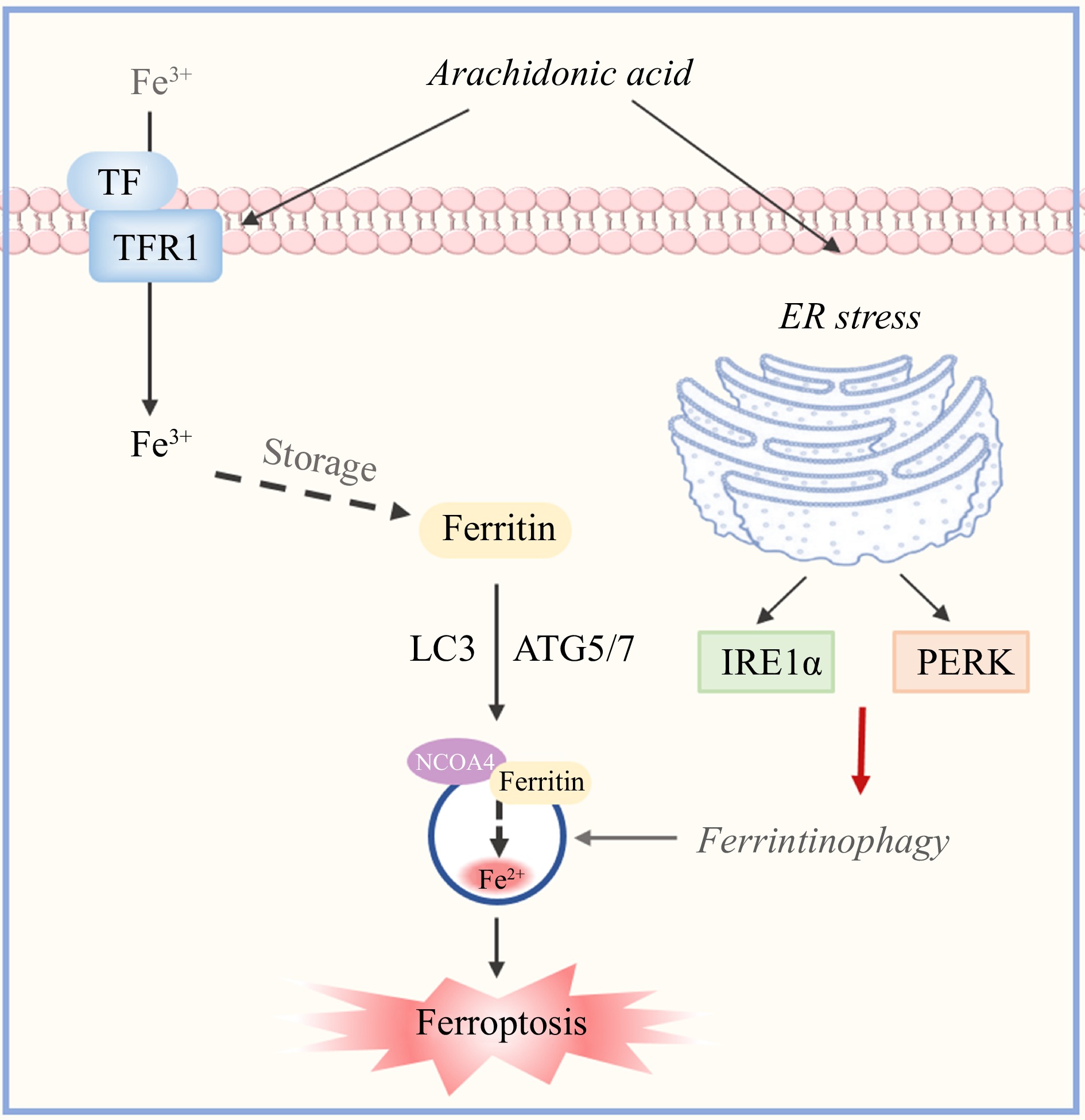 Distinct roles of the IRE1α arm and PERK arm of unfolded protein ...