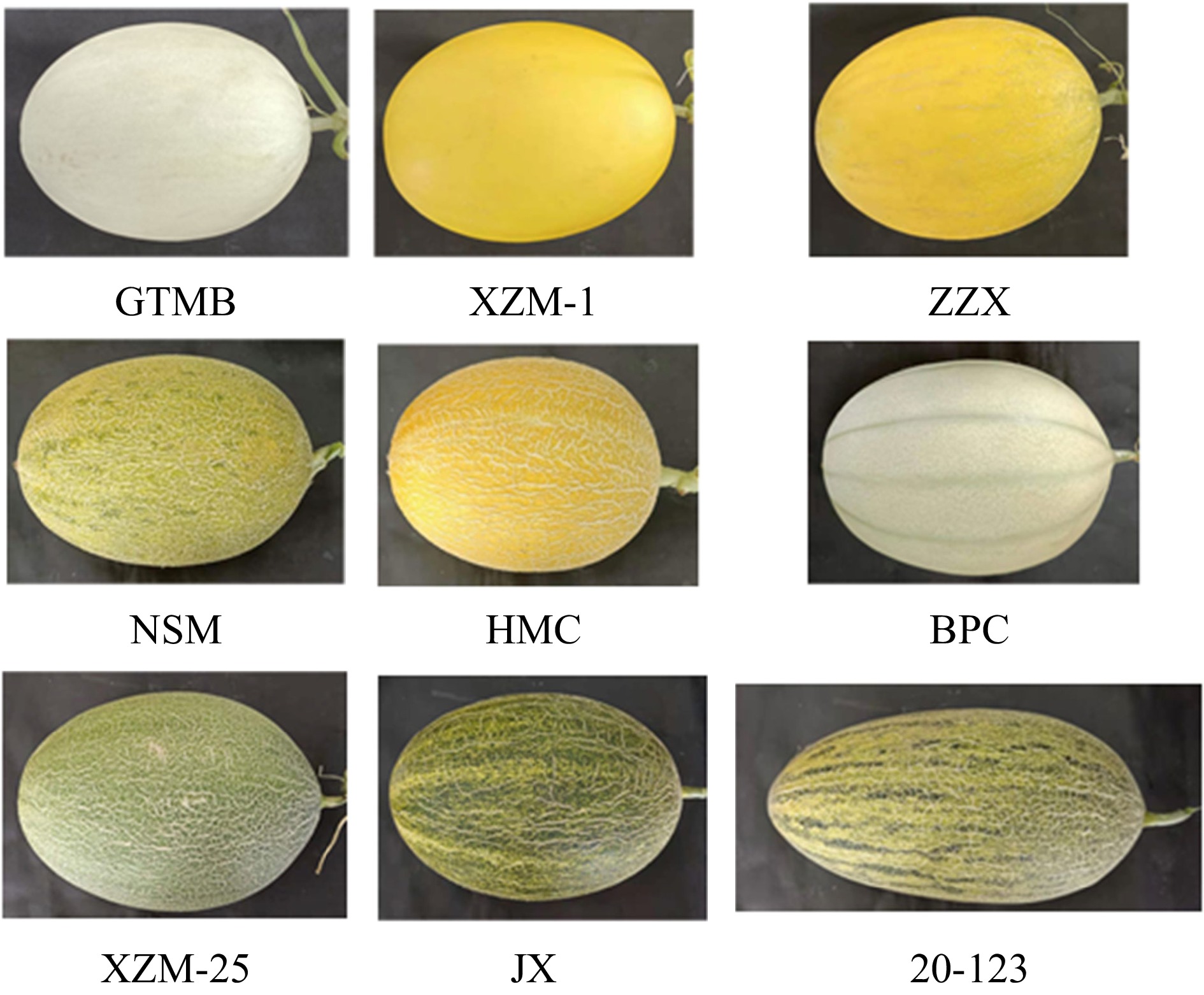 Comparative analysis of volatile compounds in different muskmelon ...