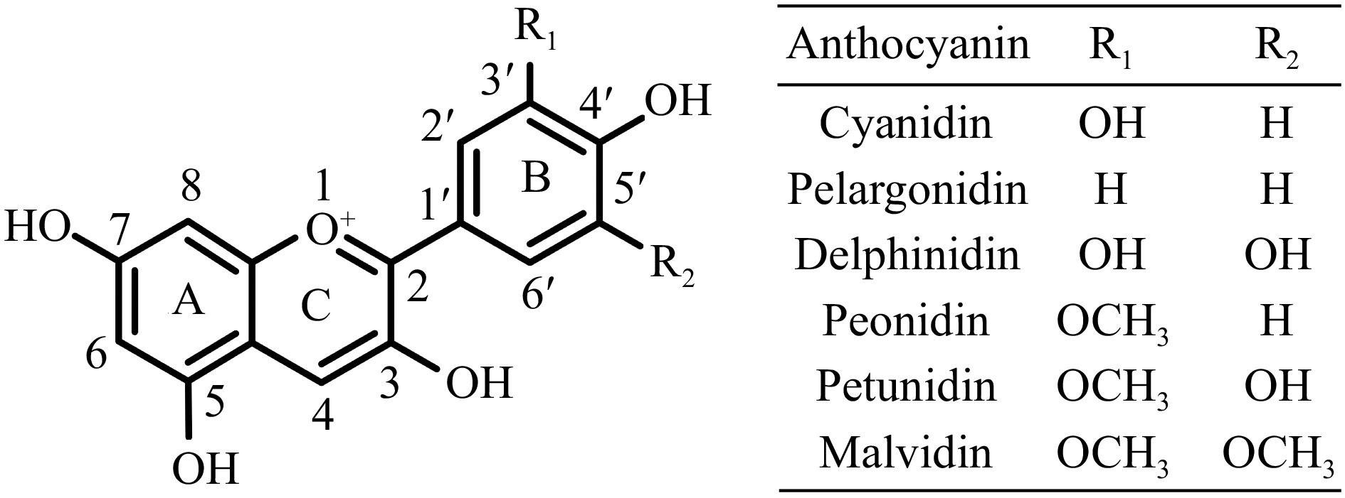 Color myth: anthocyanins reactions and enological approaches achieving ...