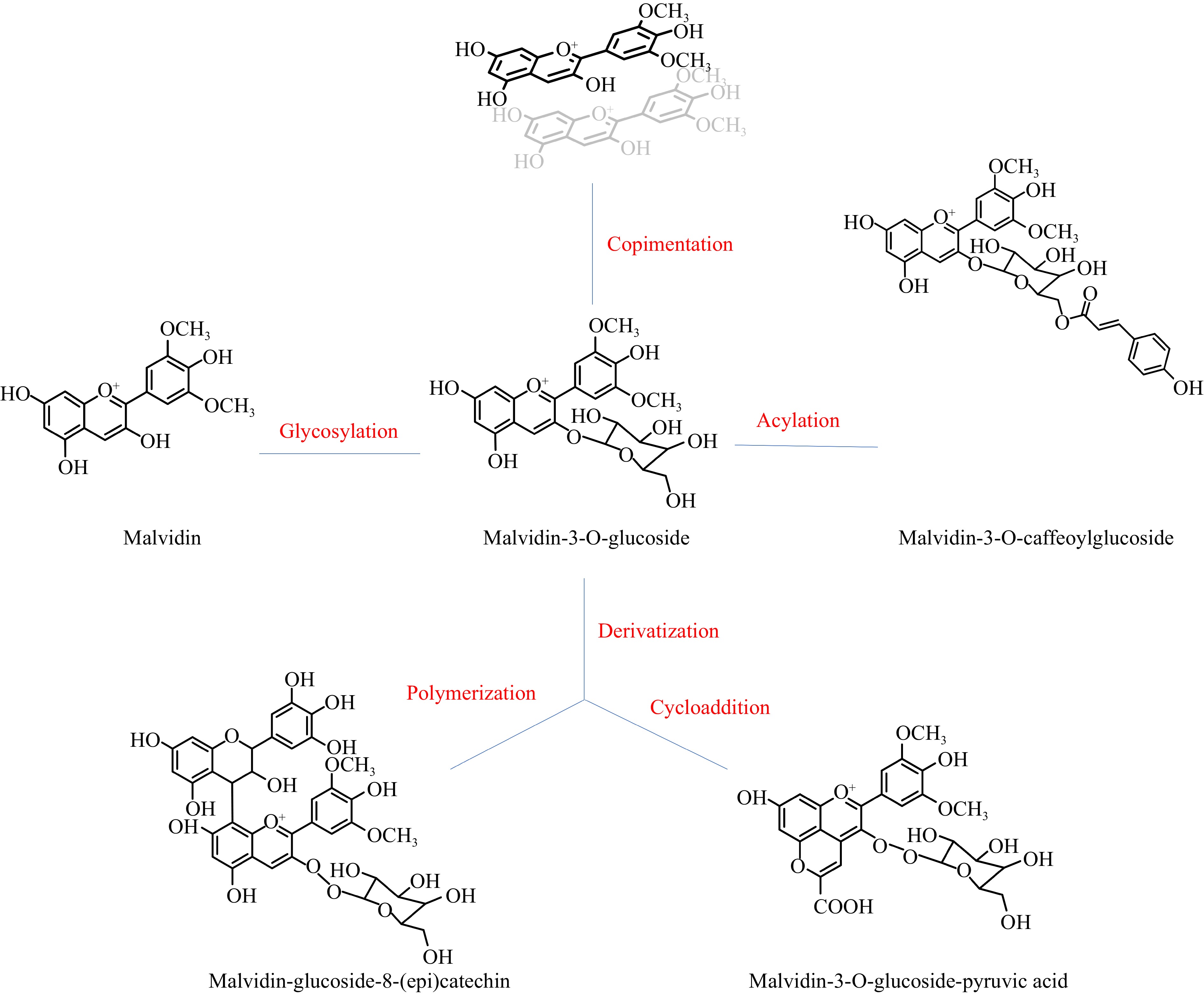 Color myth anthocyanins reactions and enological approaches achieving ...