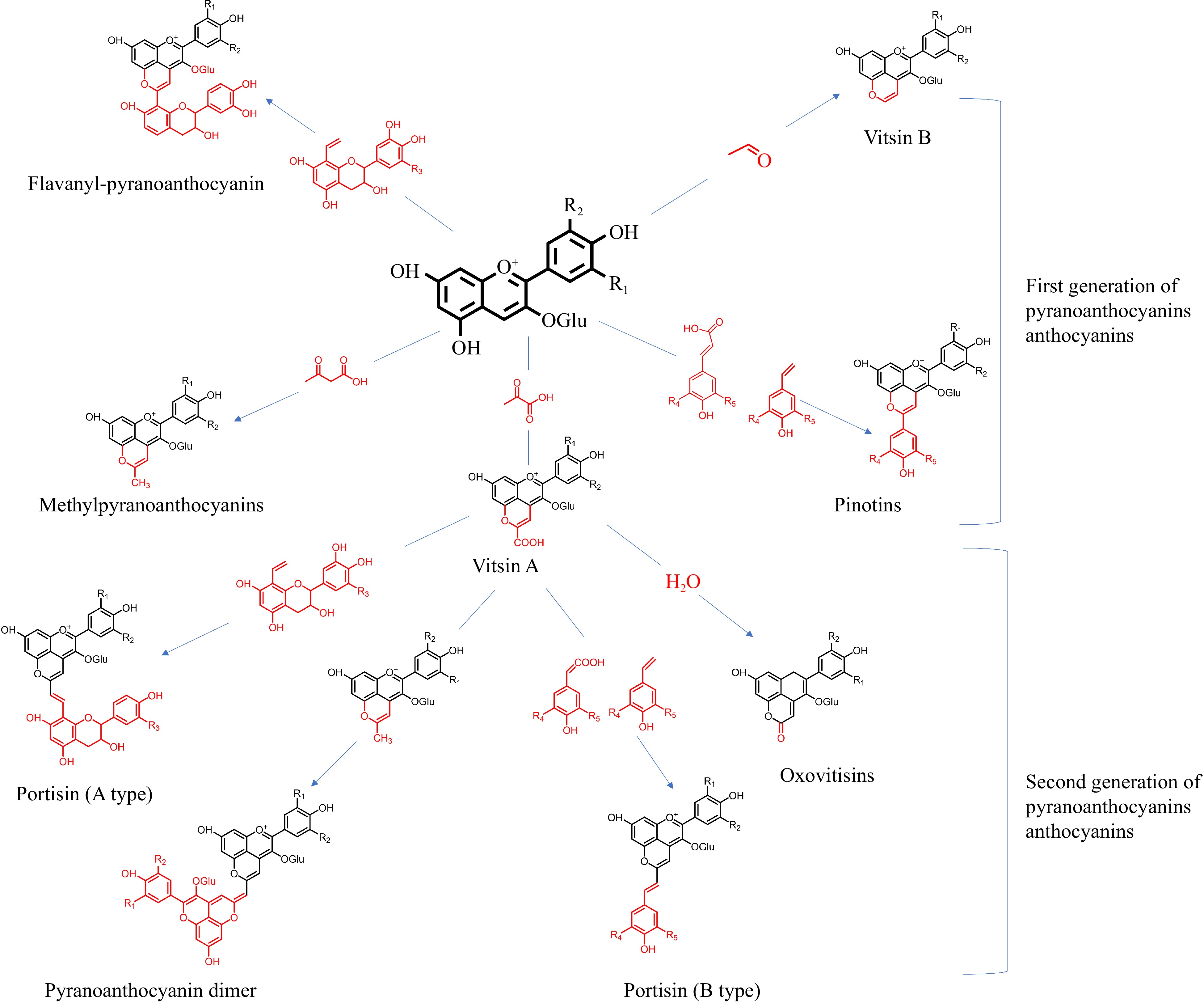 Color myth anthocyanins reactions and enological approaches achieving ...