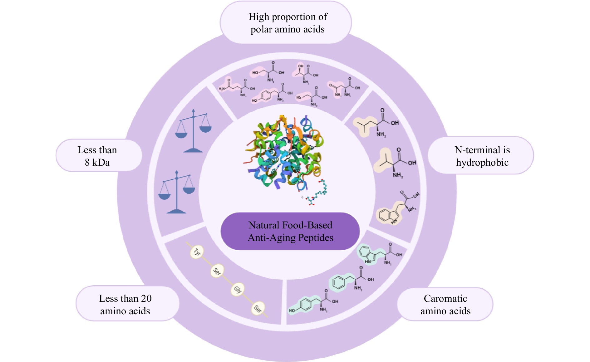 Anti-aging activity and their mechanisms of natural food-derived ...