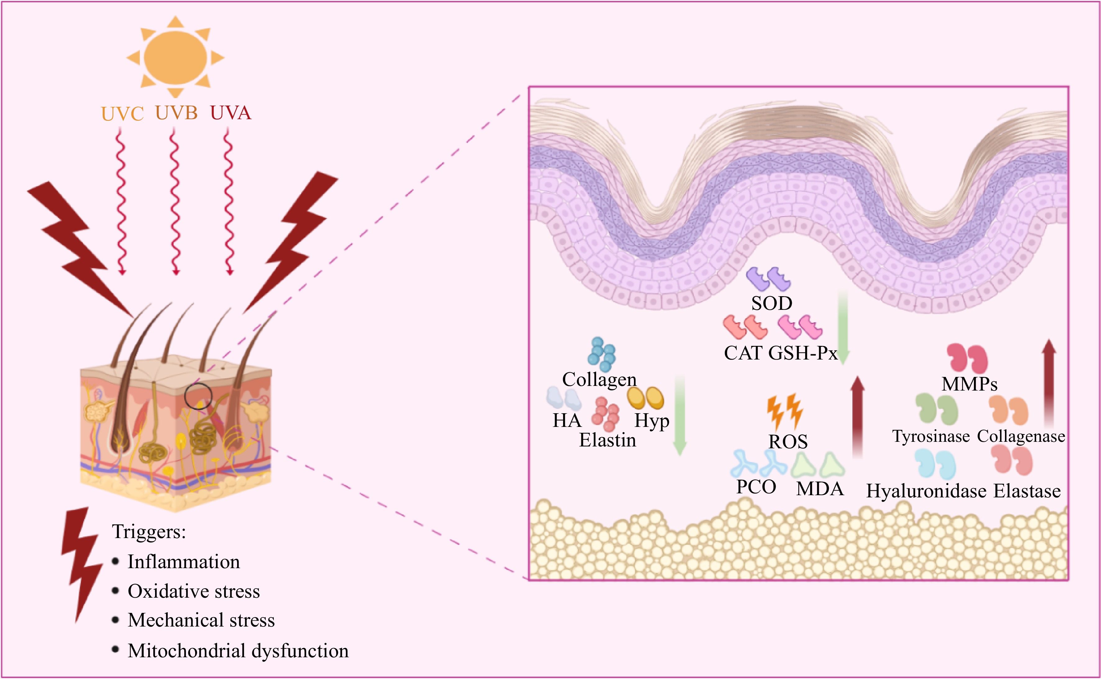 Anti-aging activity and their mechanisms of natural food-derived ...