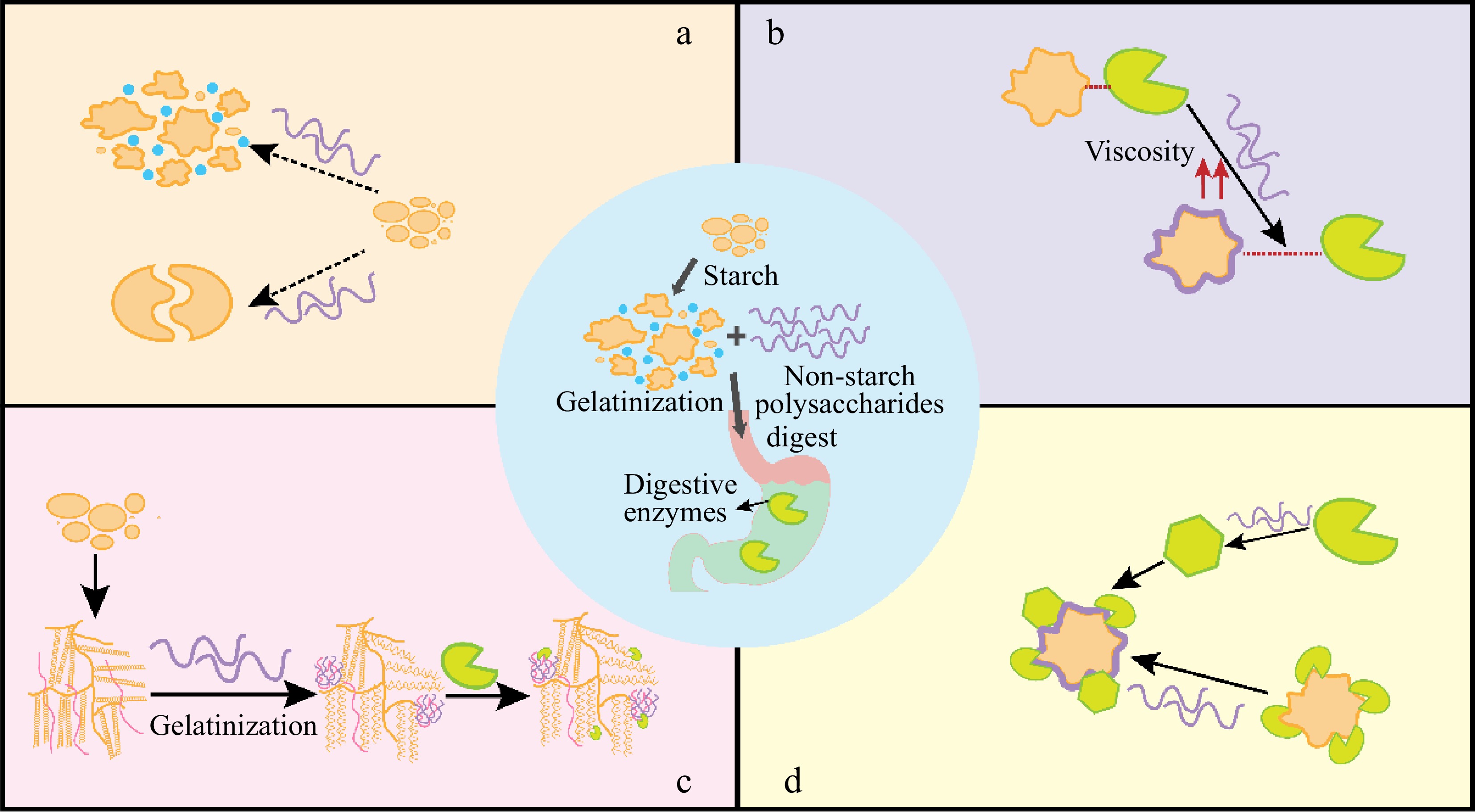 Effects of non-starch polysaccharide on starch gelatinization and ...