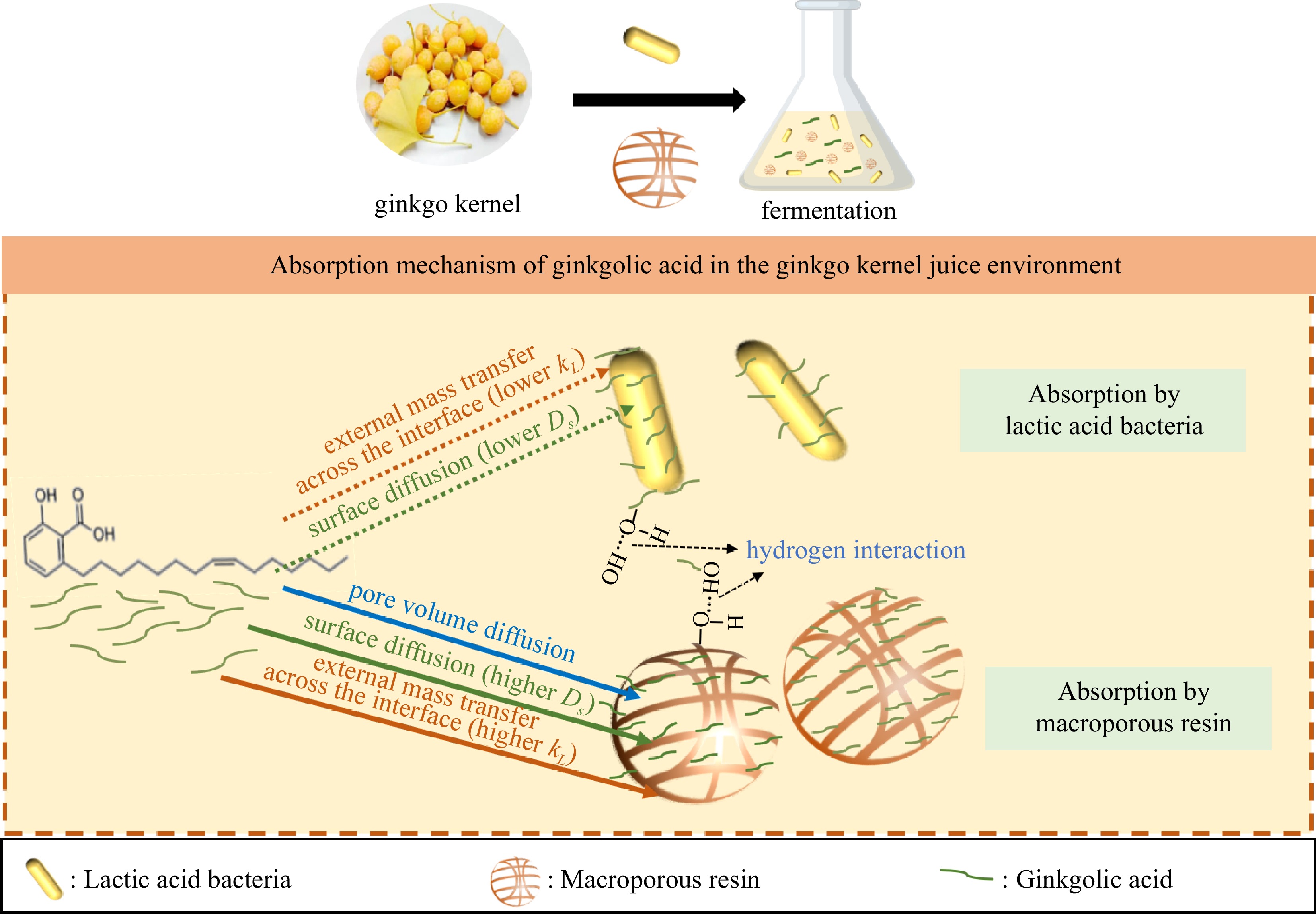 Biochemical and physical investigations on detoxification of ginkgo ...