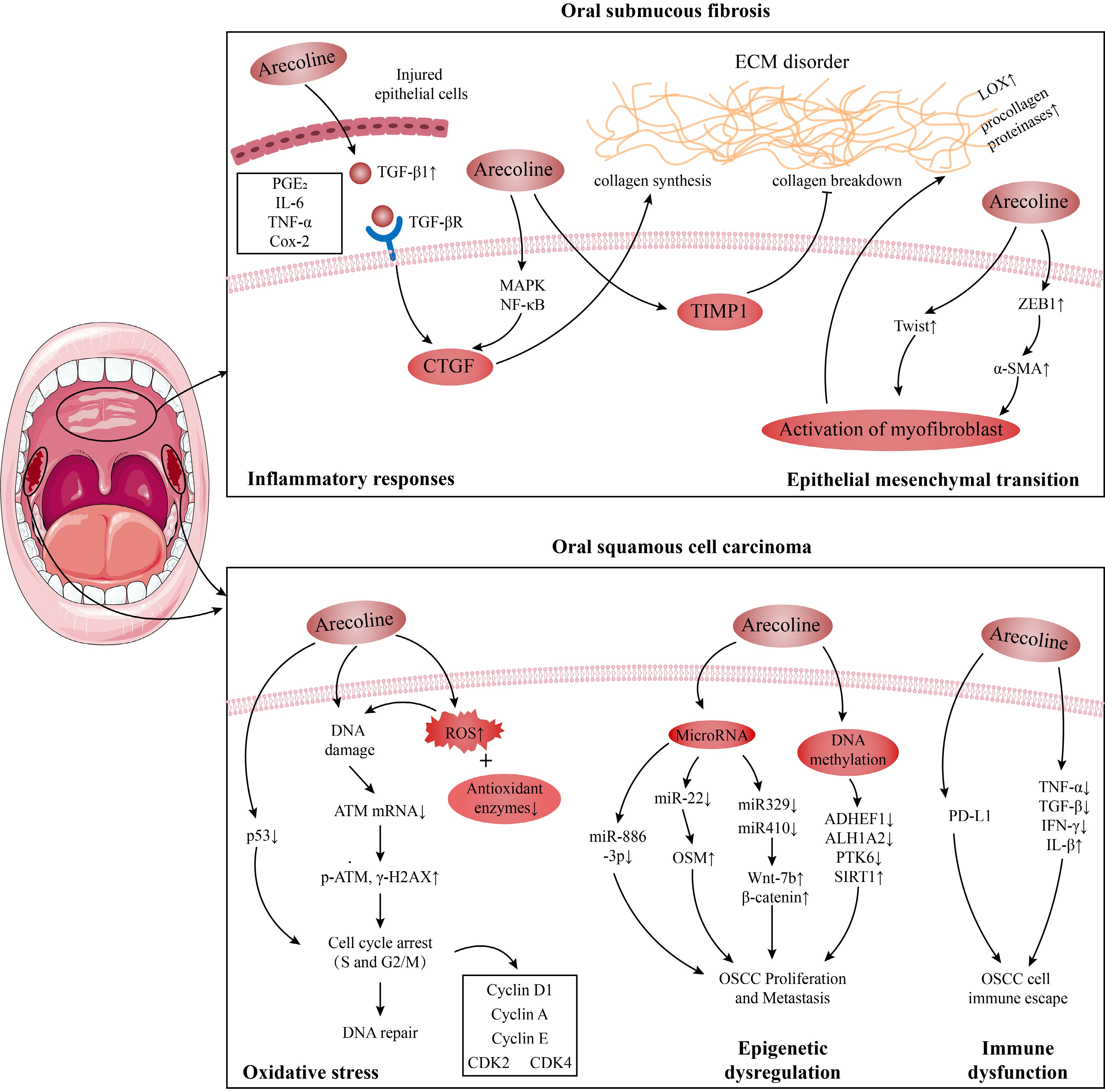 Review of the toxic effects and health functions of arecoline on ...