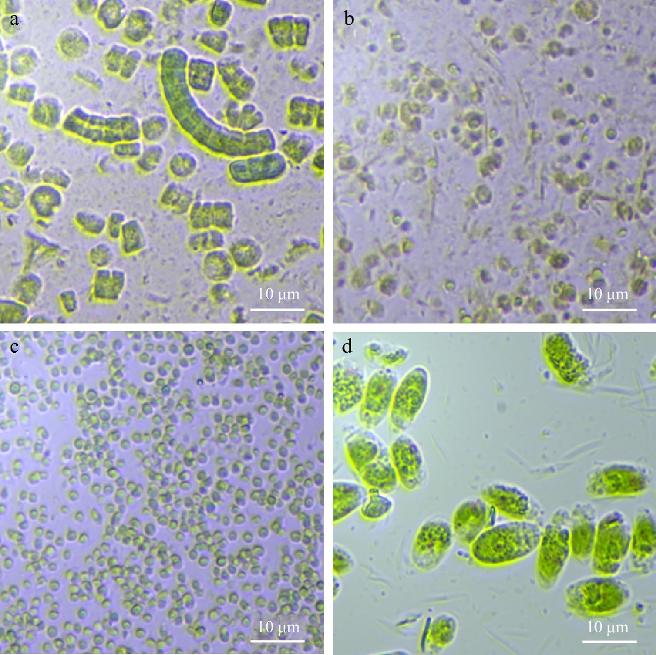 Chemical, rheological, and volatile profiling of microalgae Arthrospira ...