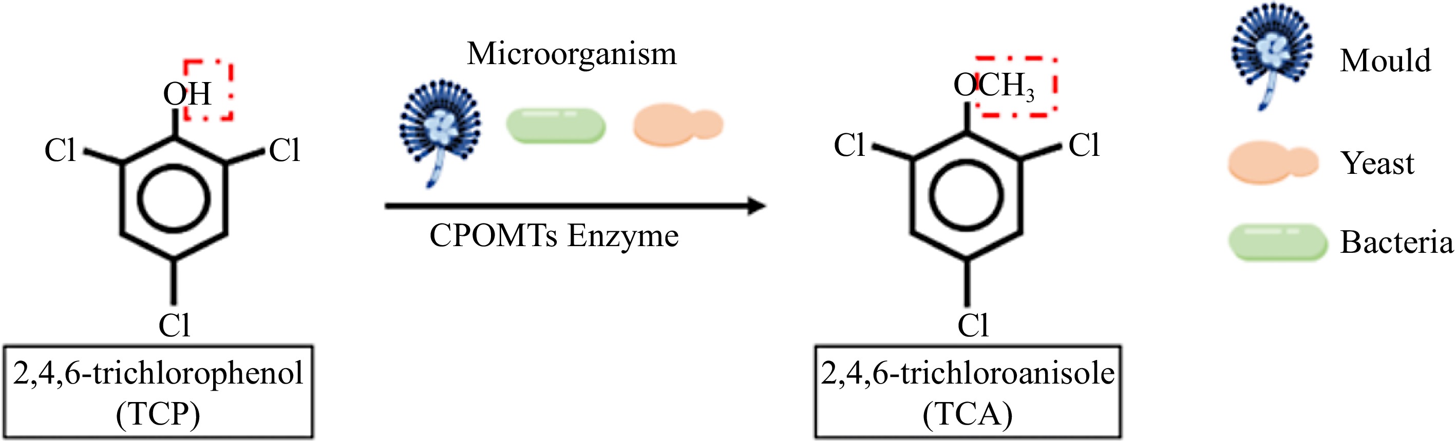 Cork taint of wines the formation, analysis, and control of 2,4,6 ...
