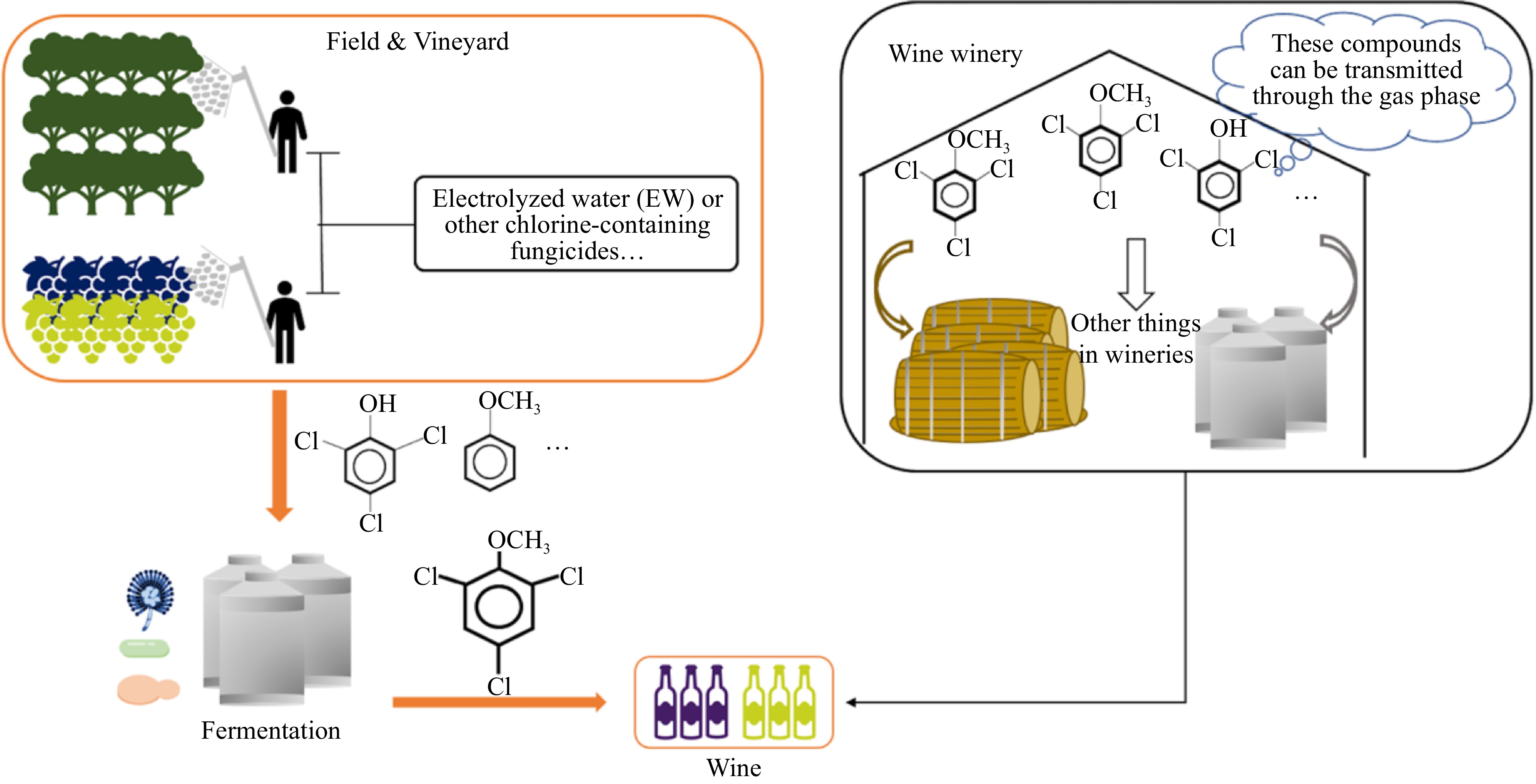 Cork taint of wines: the formation, analysis, and control of 2,4,6 ...