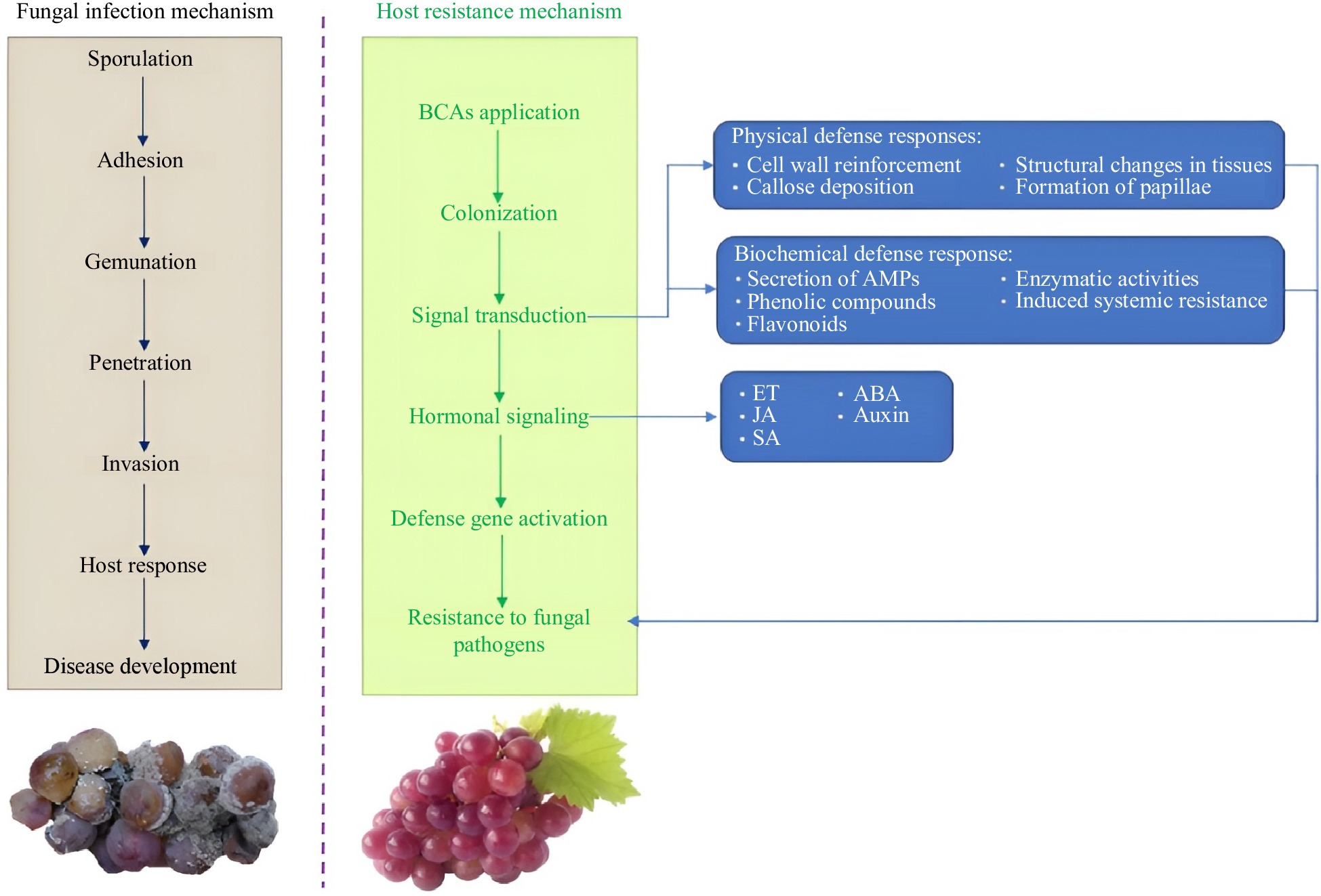 Biological control and other alternatives to chemical fungicides in controlling postharvest ...