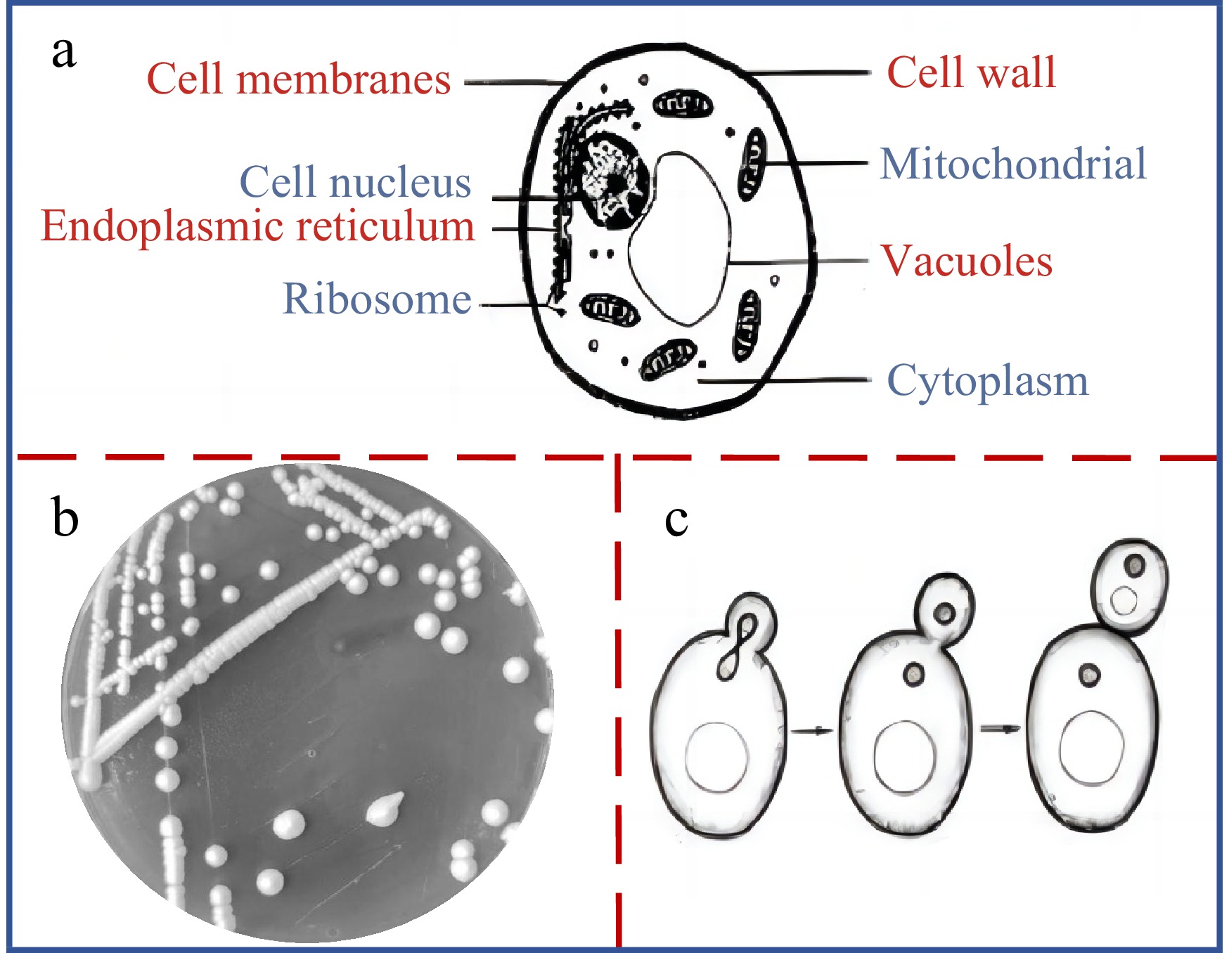 Saccharomyces Cerevisiae