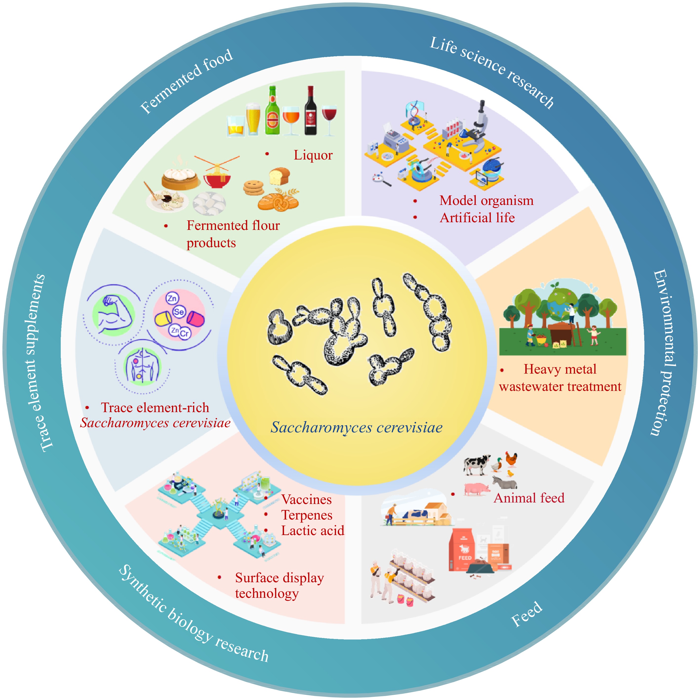 The powerful function of Saccharomyces cerevisiae in food science and ...