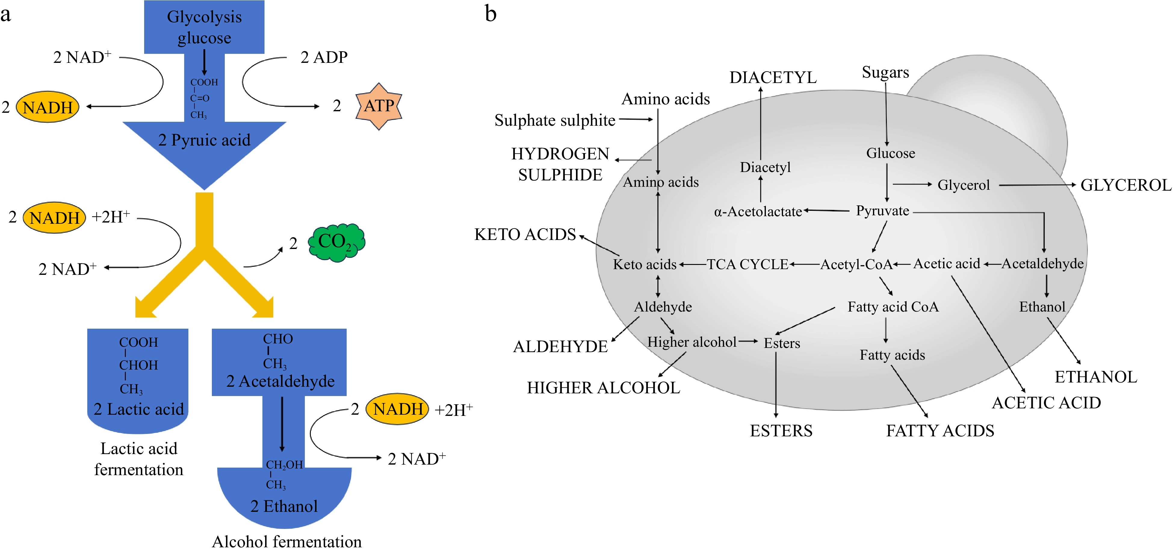 Saccharomyces Cerevisiae Diagram