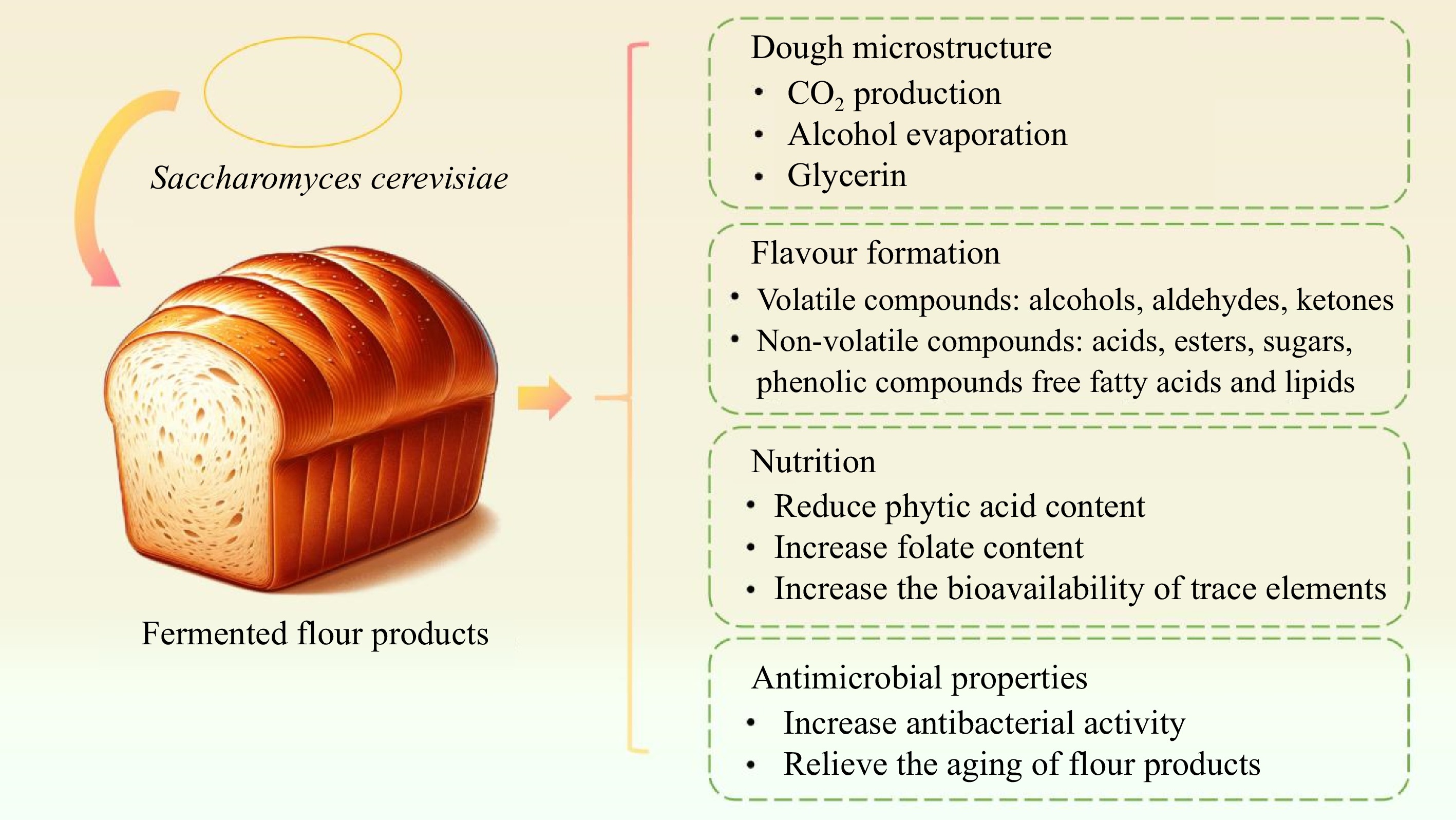 The powerful function of Saccharomyces cerevisiae in food science and ...
