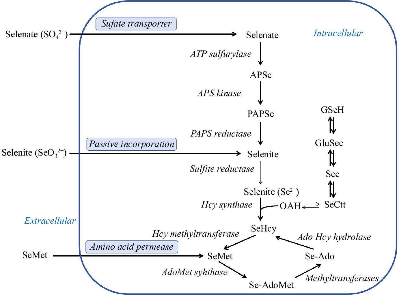 The powerful function of Saccharomyces cerevisiae in food science and ...