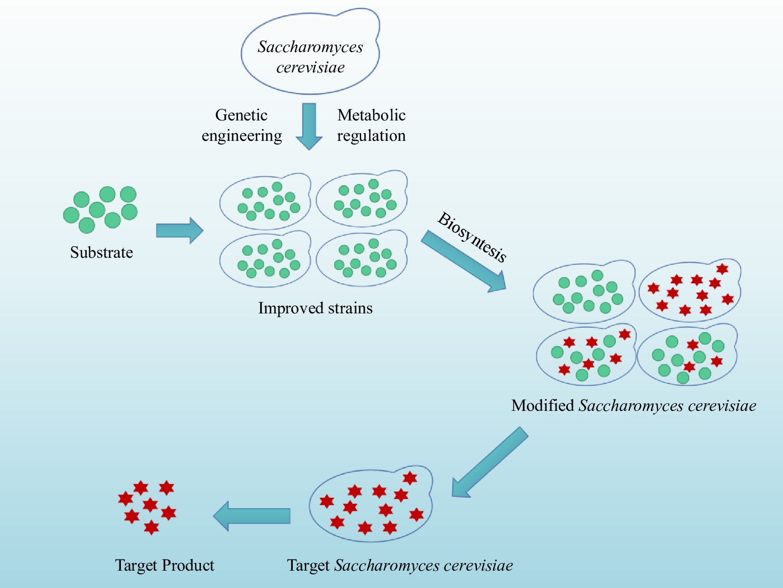 The powerful function of Saccharomyces cerevisiae in food science and other fields a critical review