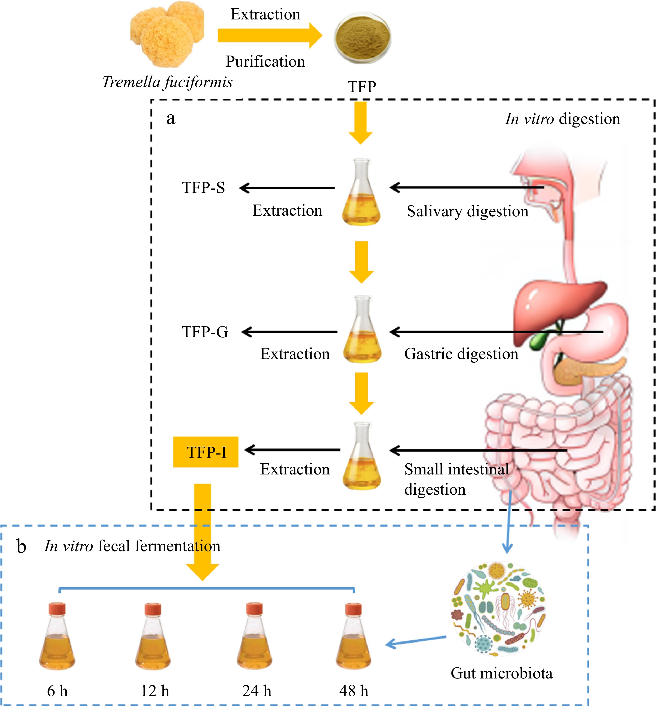 Gastrointestinal digestion fate of Tremella fuciformis polysaccharide ...