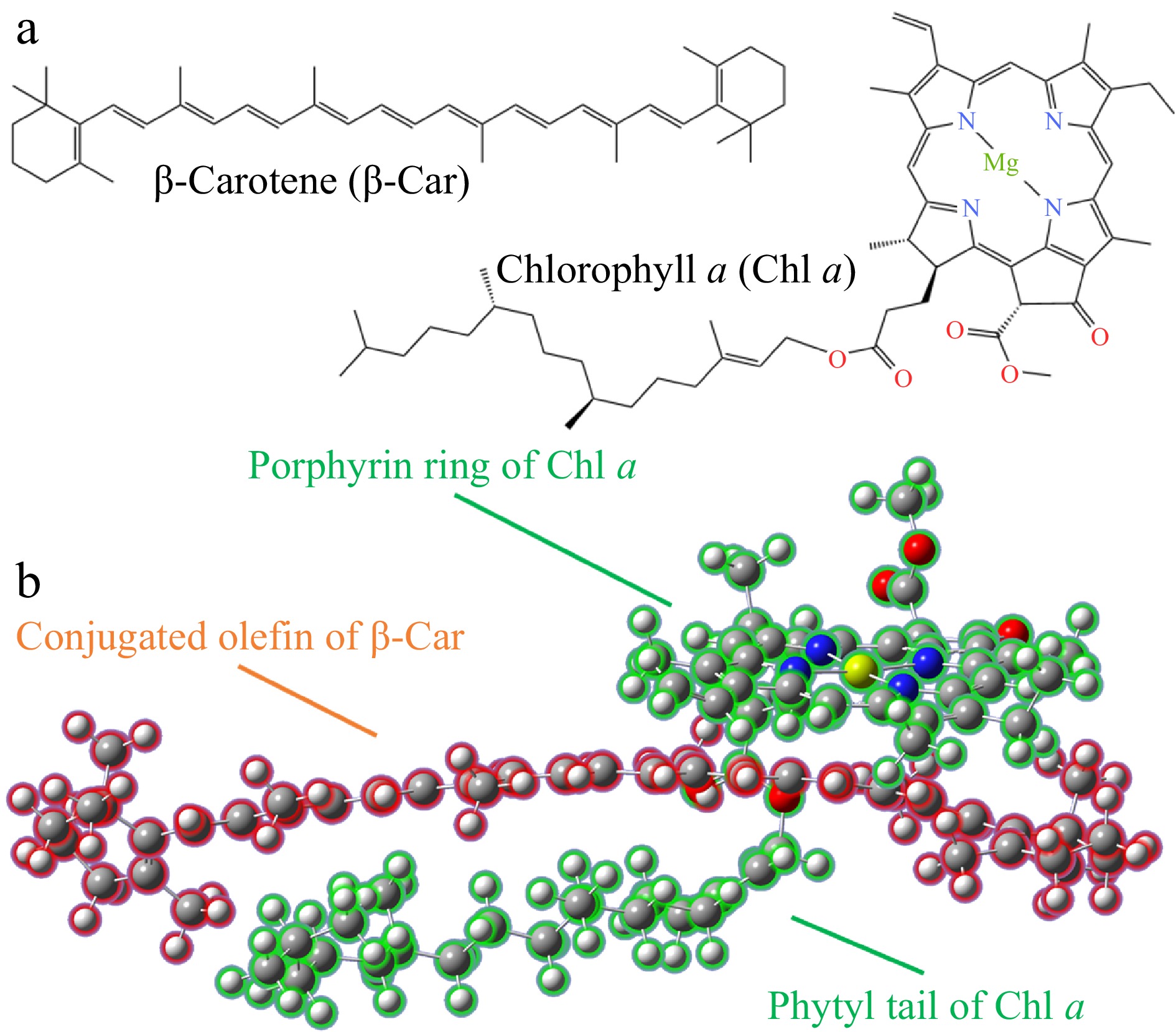 Protection mechanism of β-carotene on the chlorophyll photostability ...