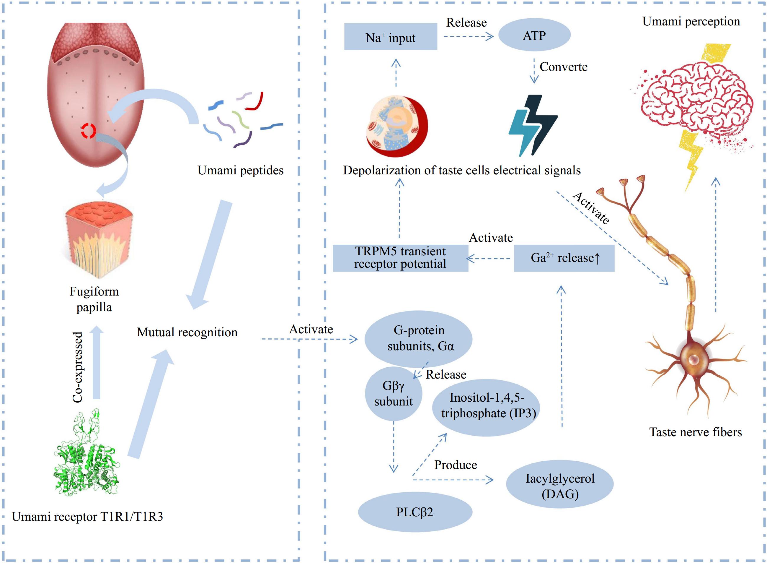 Recent progress and prospects in production and identification of umami ...