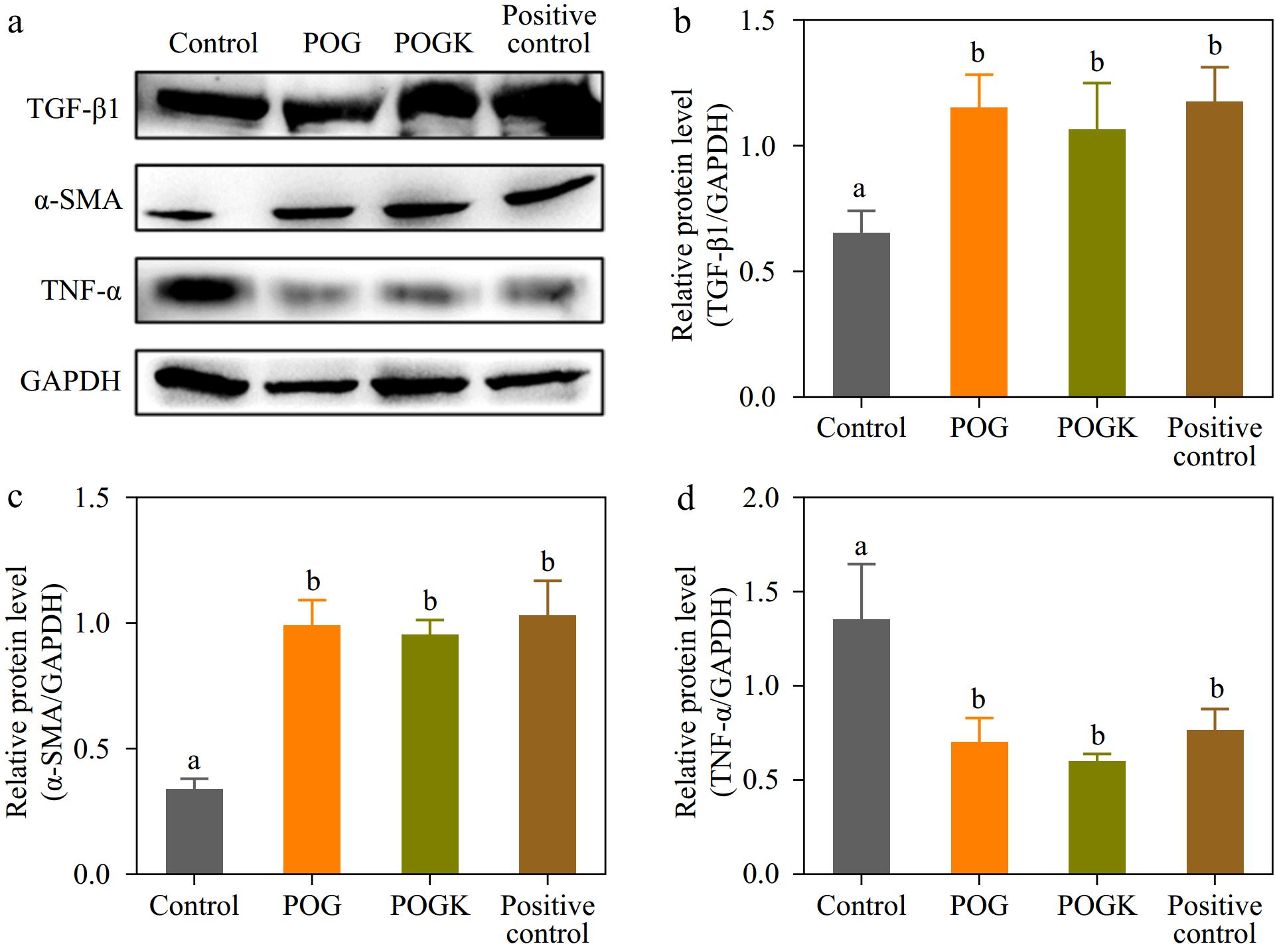 pH/glucose dual-responsive protein-based hydrogels with enhanced ...