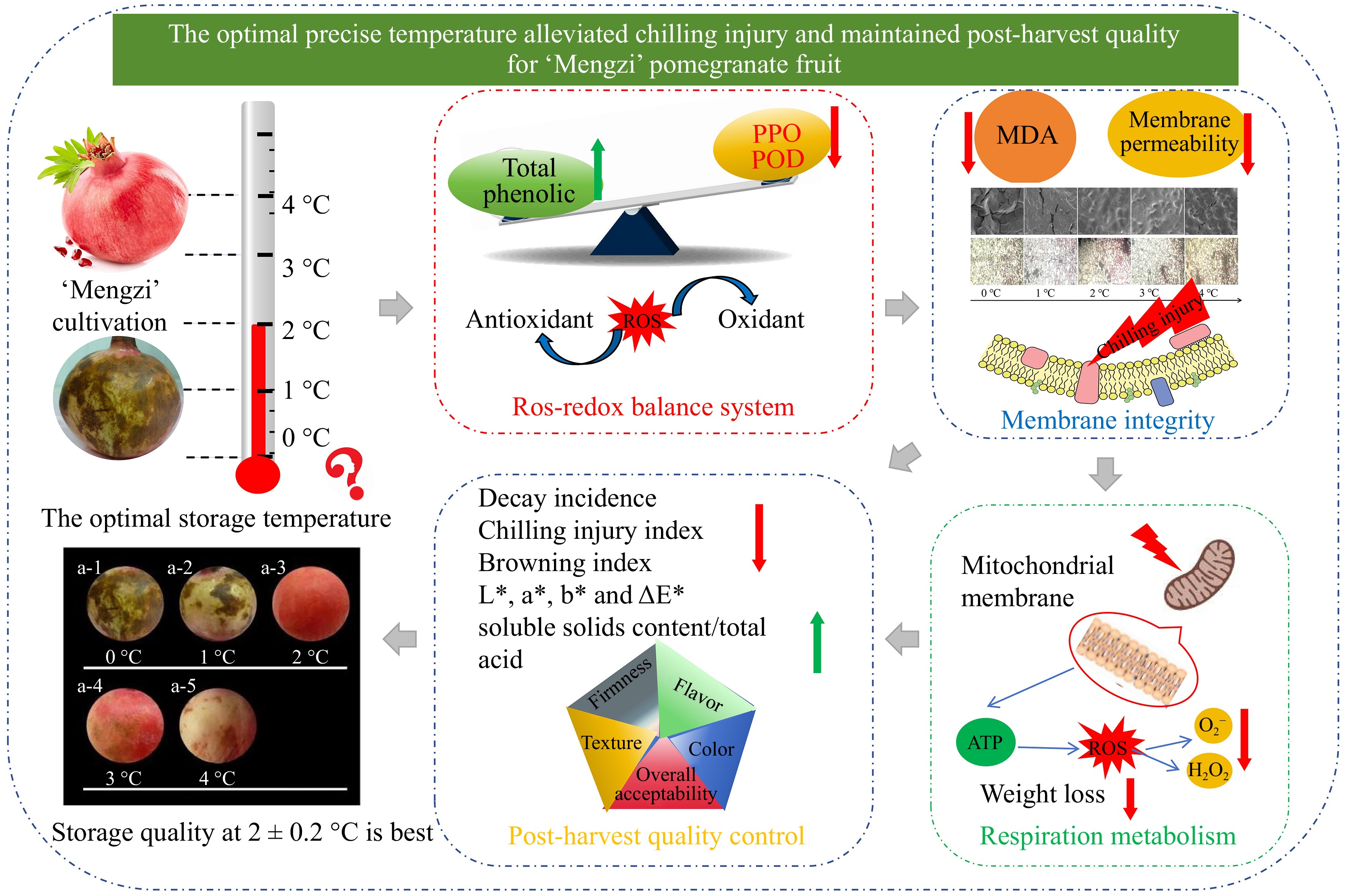The optimal precise temperature alleviated chilling injury and ...