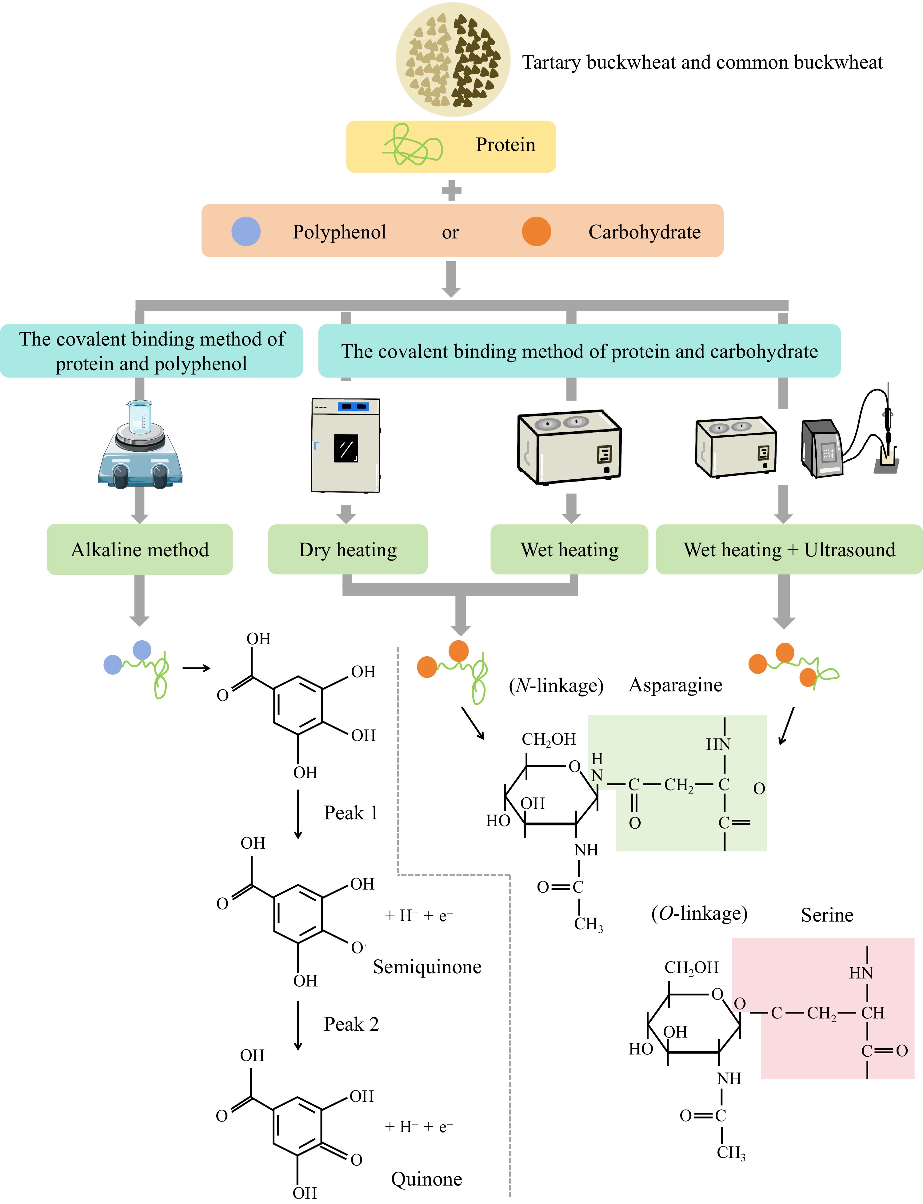 Buckwheat protein covalent complexes formation, biological activities ...