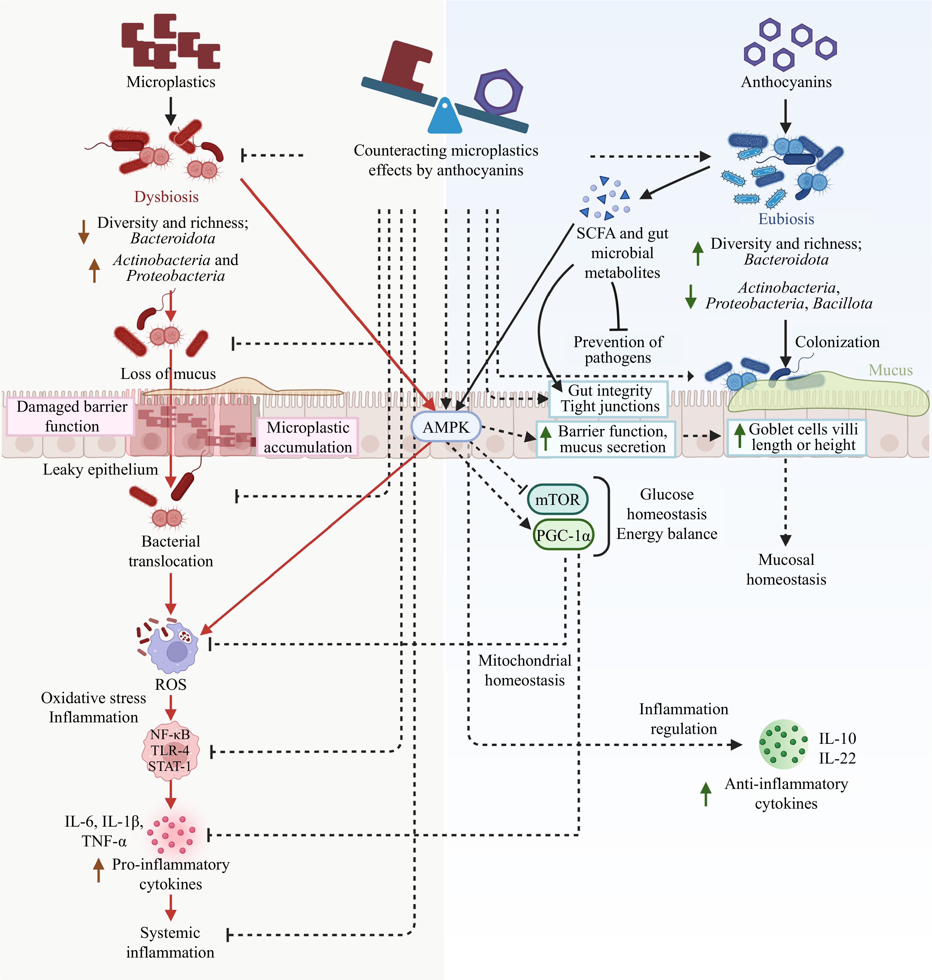 Anthocyanins as protectors of gut microbiota mitigating the adverse ...
