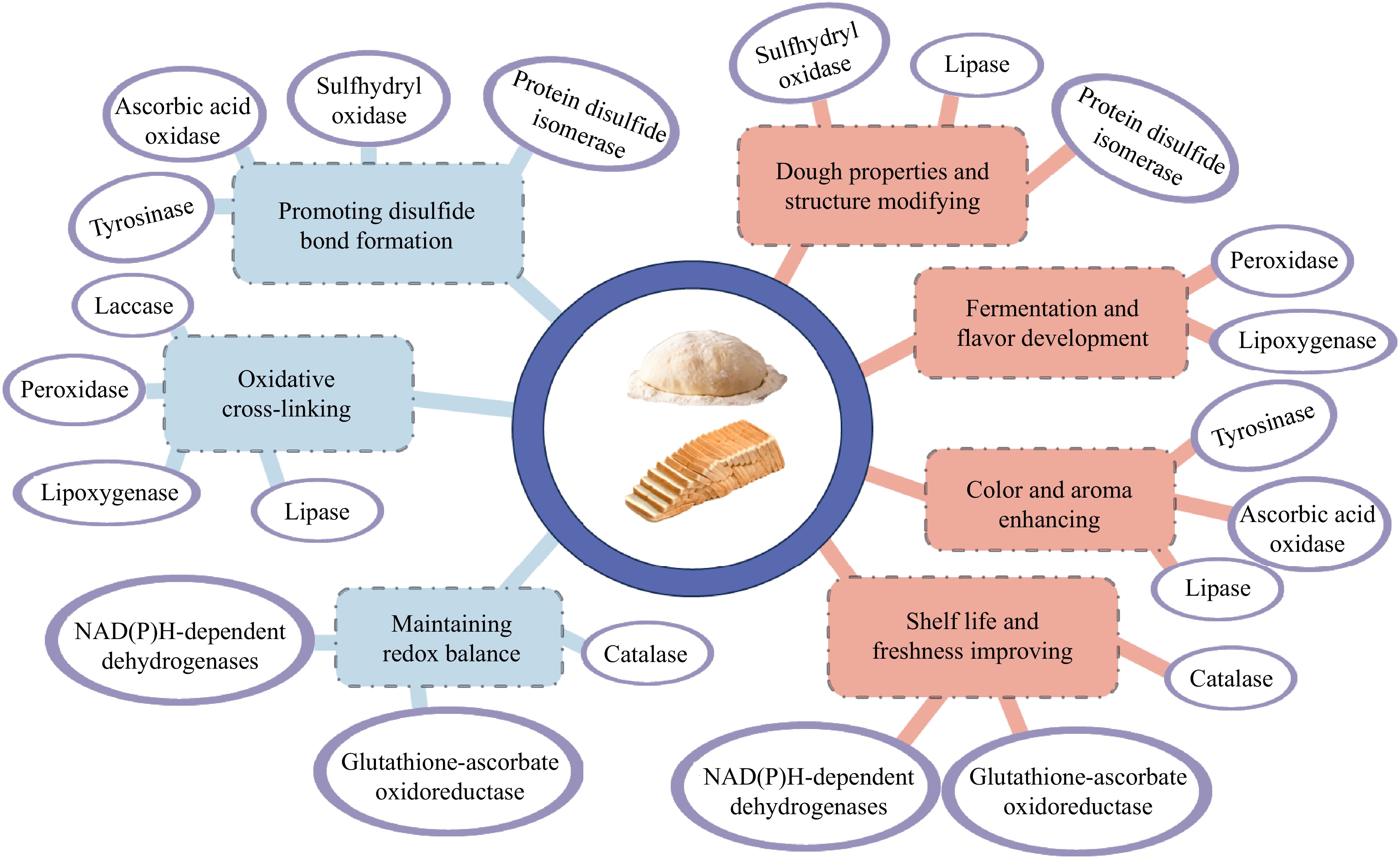 Role of endogenous wheat enzymes on gluten cross-linking and dough and ...