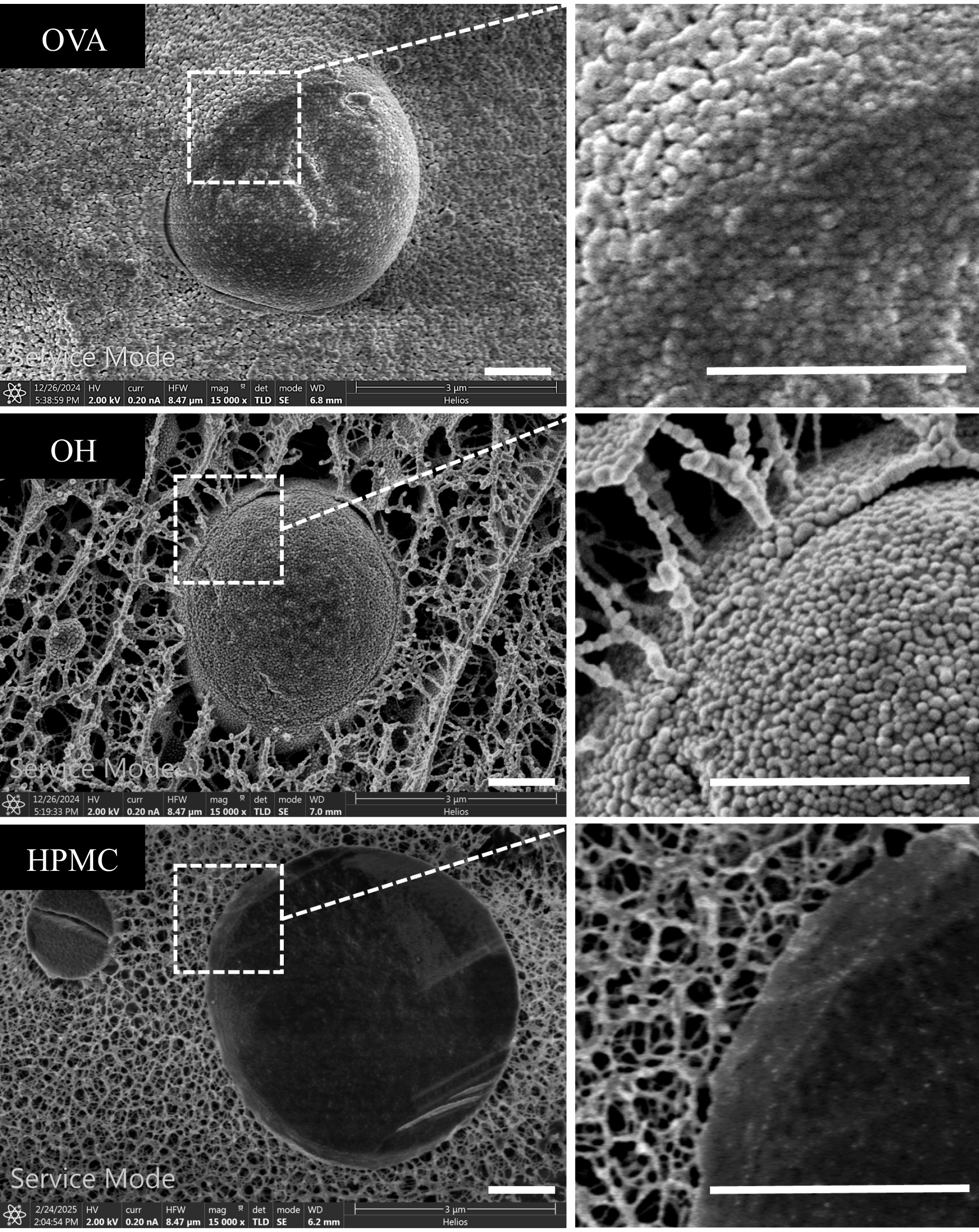 Enhancing the stability of ovalbumin-based Pickering emulsions using ...