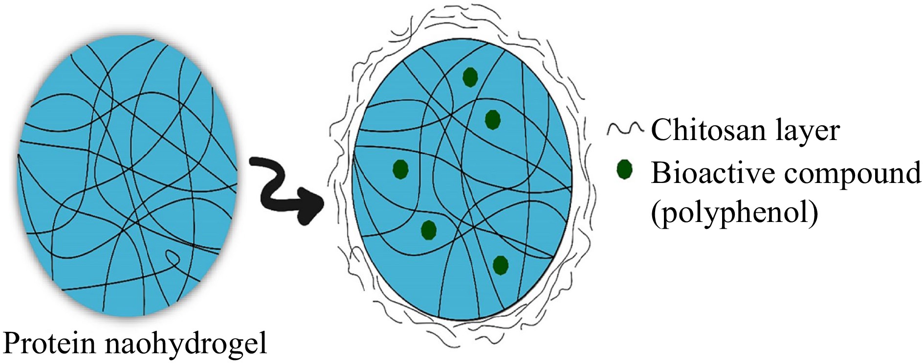 A review on protein based nanocarriers for polyphenols: interaction and ...