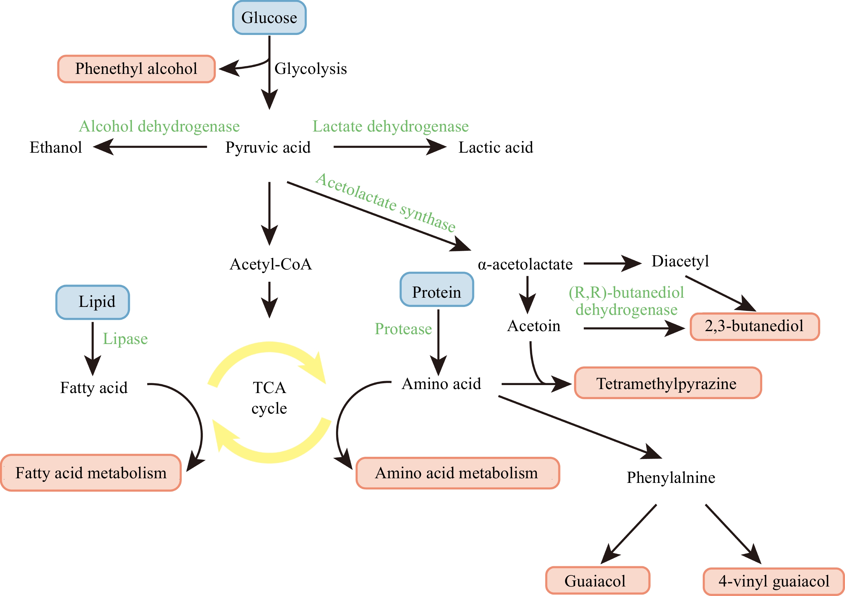 Microbial enzymes: the bridge between Daqu flavor and microbial communities
