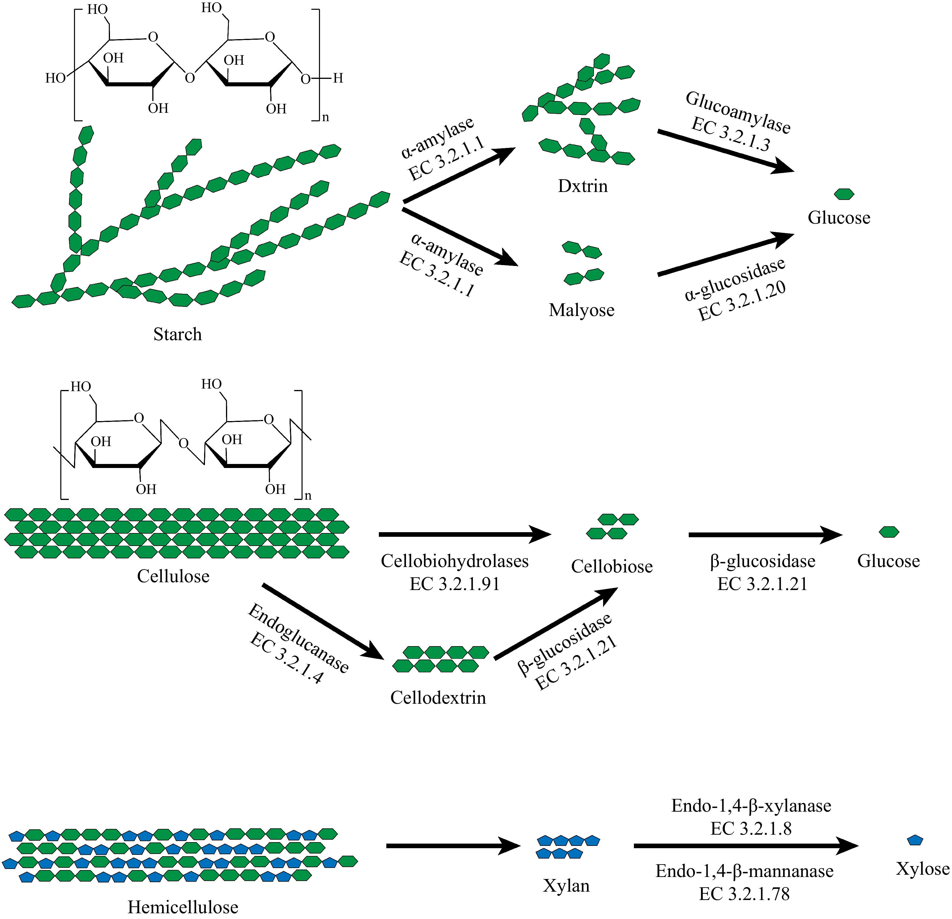 Microbial enzymes: the bridge between Daqu flavor and microbial communities