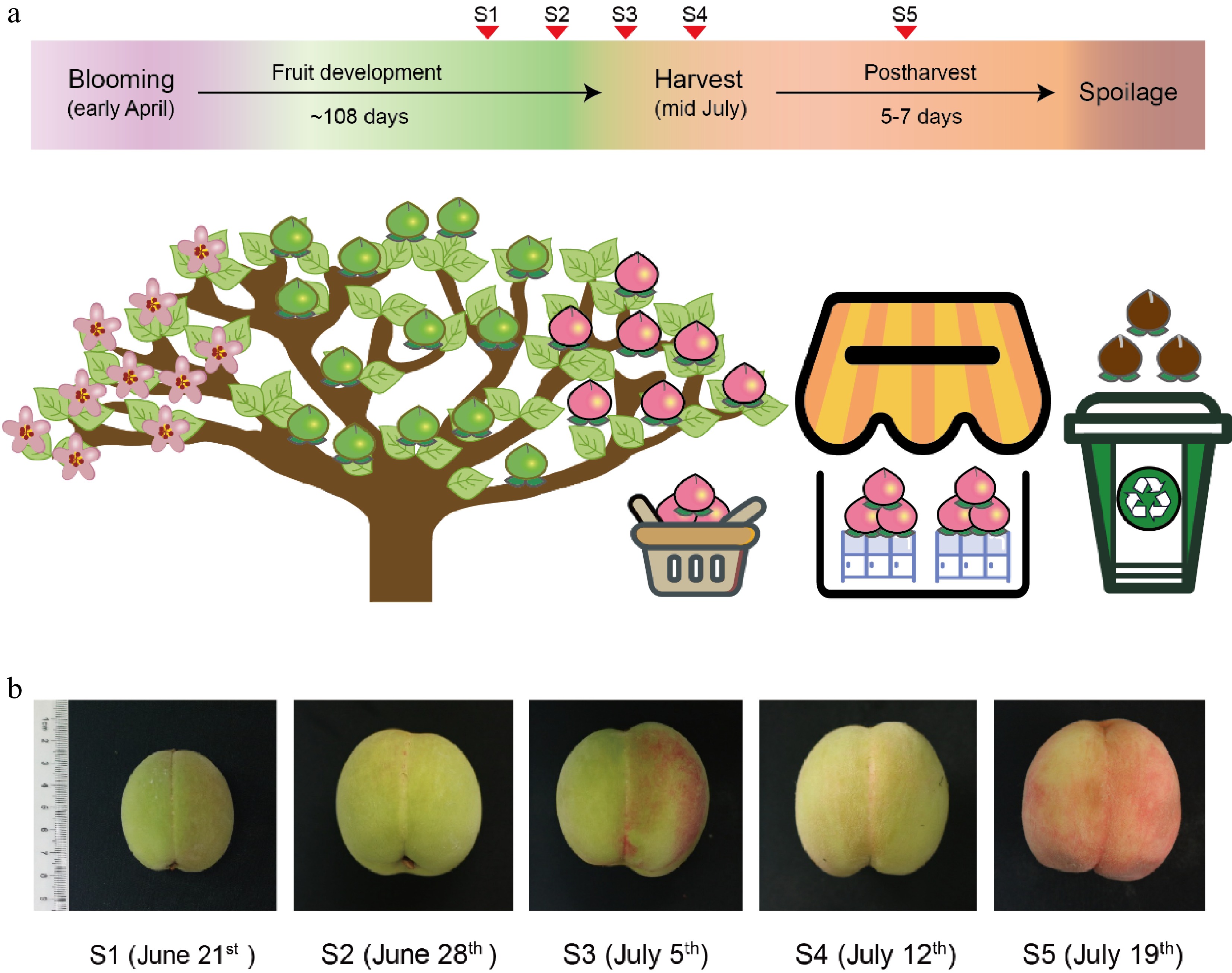 Changes in protein N -glycosylation during the fruit development and ...