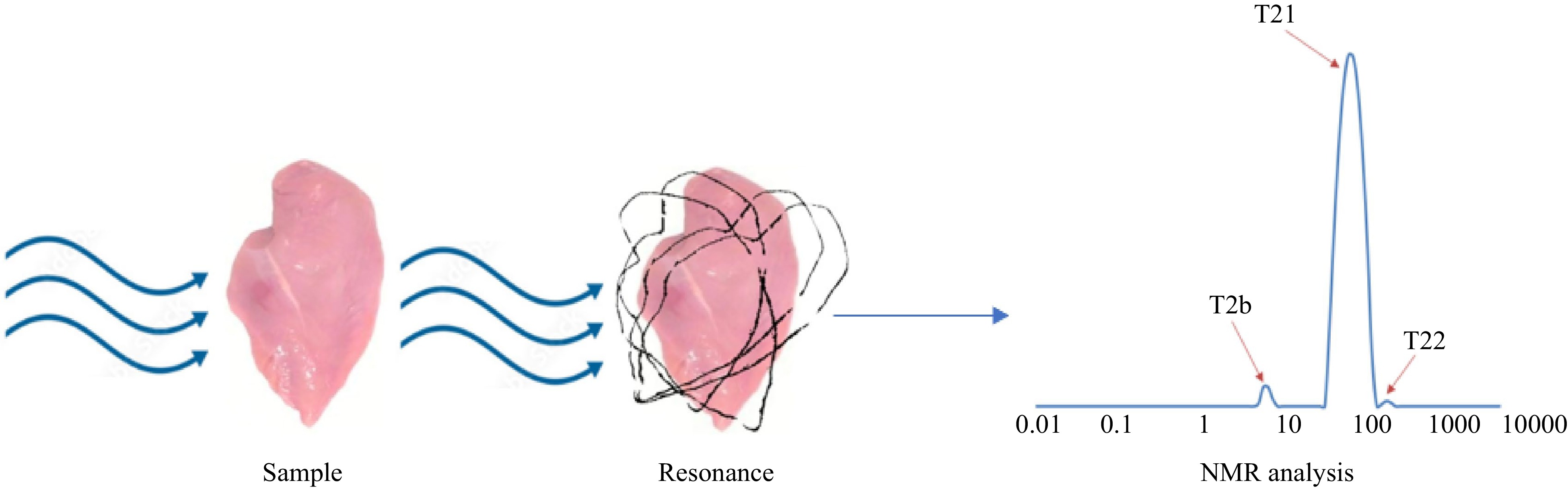Use of NMR relaxometry for determination of meat properties a brief review