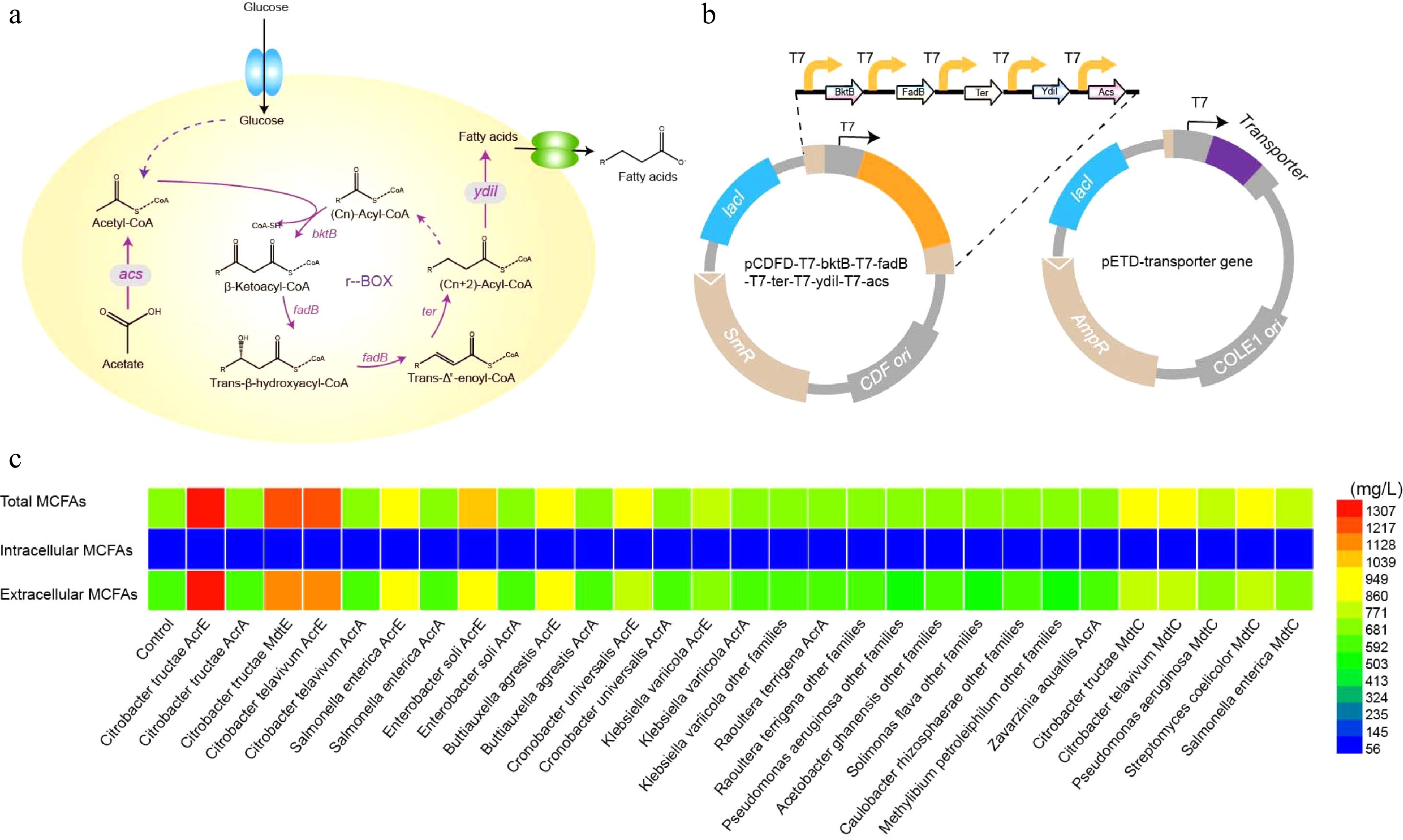 A multi-layer genome mining and phylogenomic analysis to construct ...