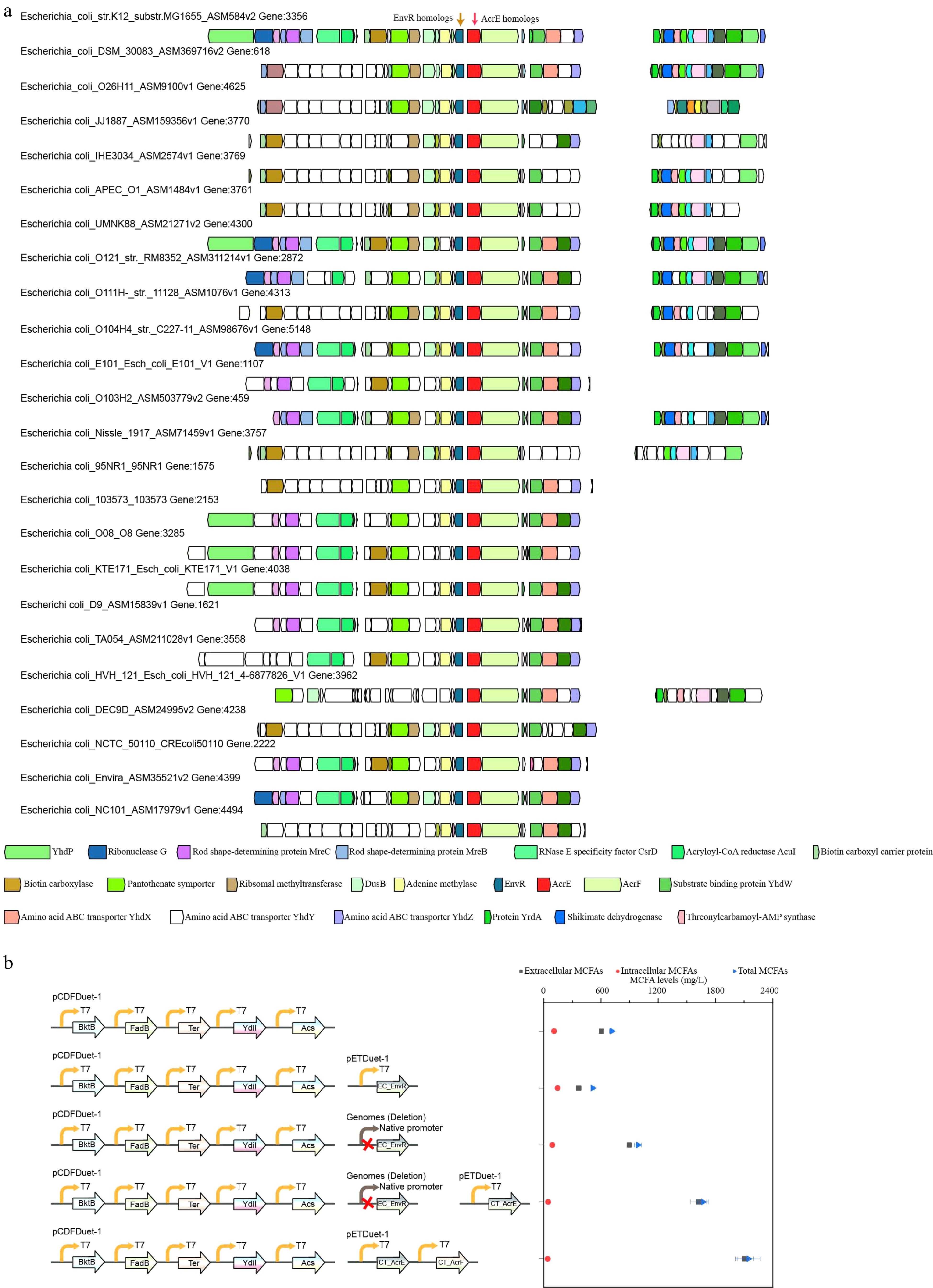 A multi-layer genome mining and phylogenomic analysis to construct ...