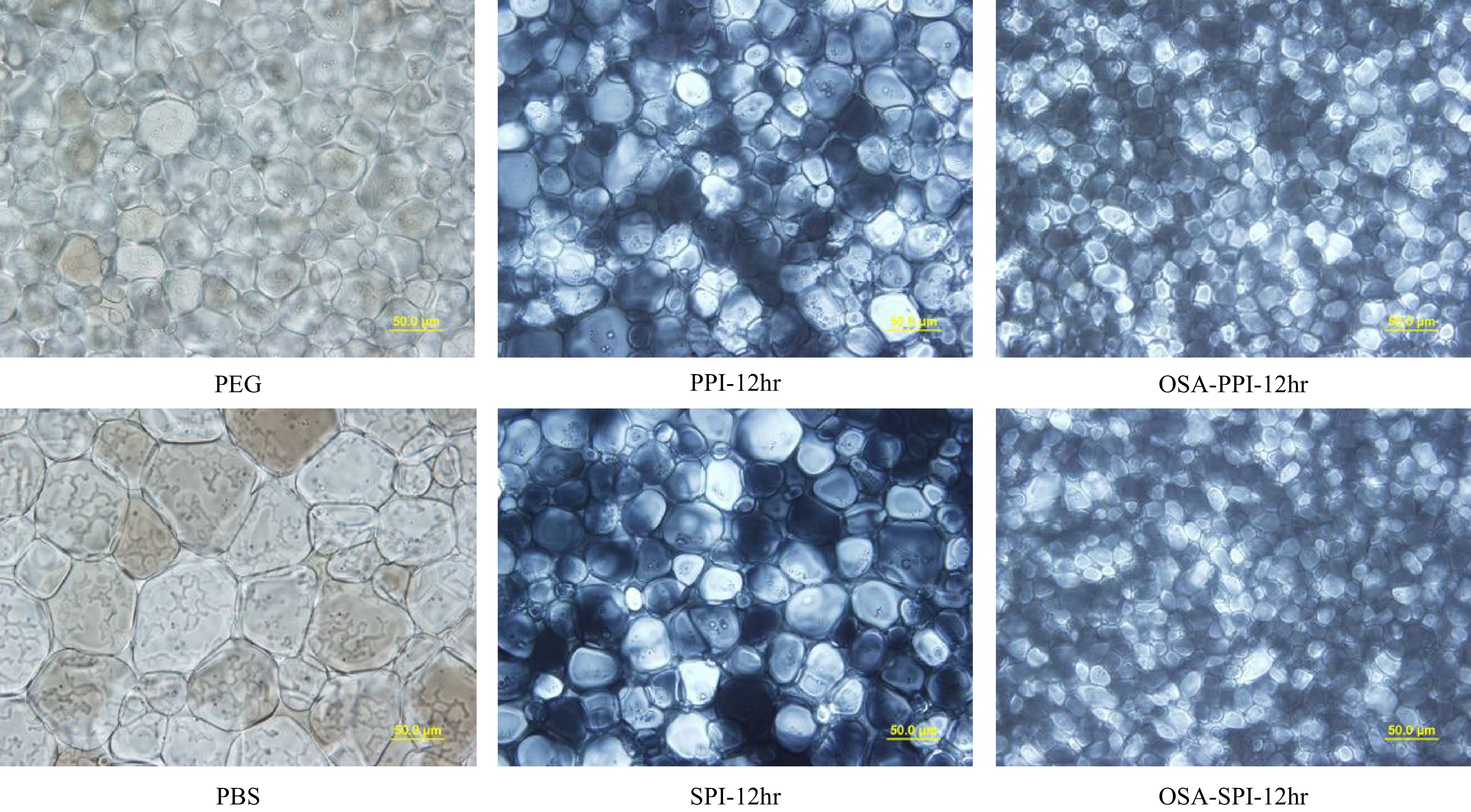Inhibition of ice crystal growth by protein hydrolysates from different ...