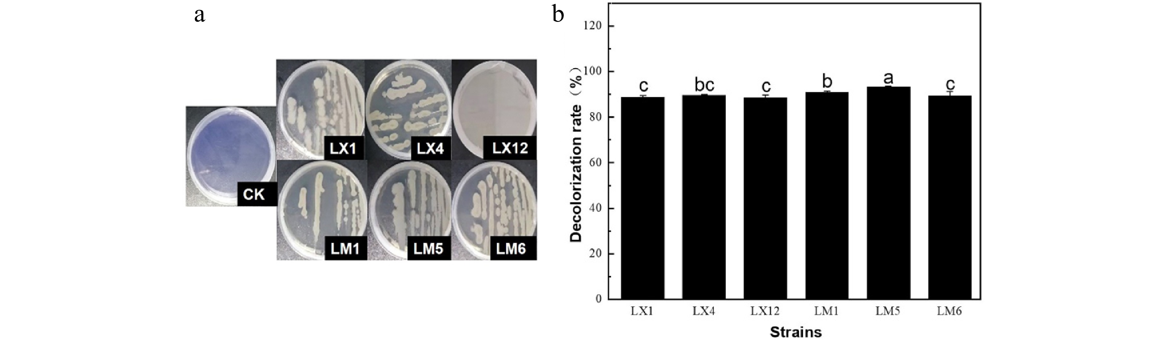 Screening and identification of a lignocellulose-degrading strain and ...