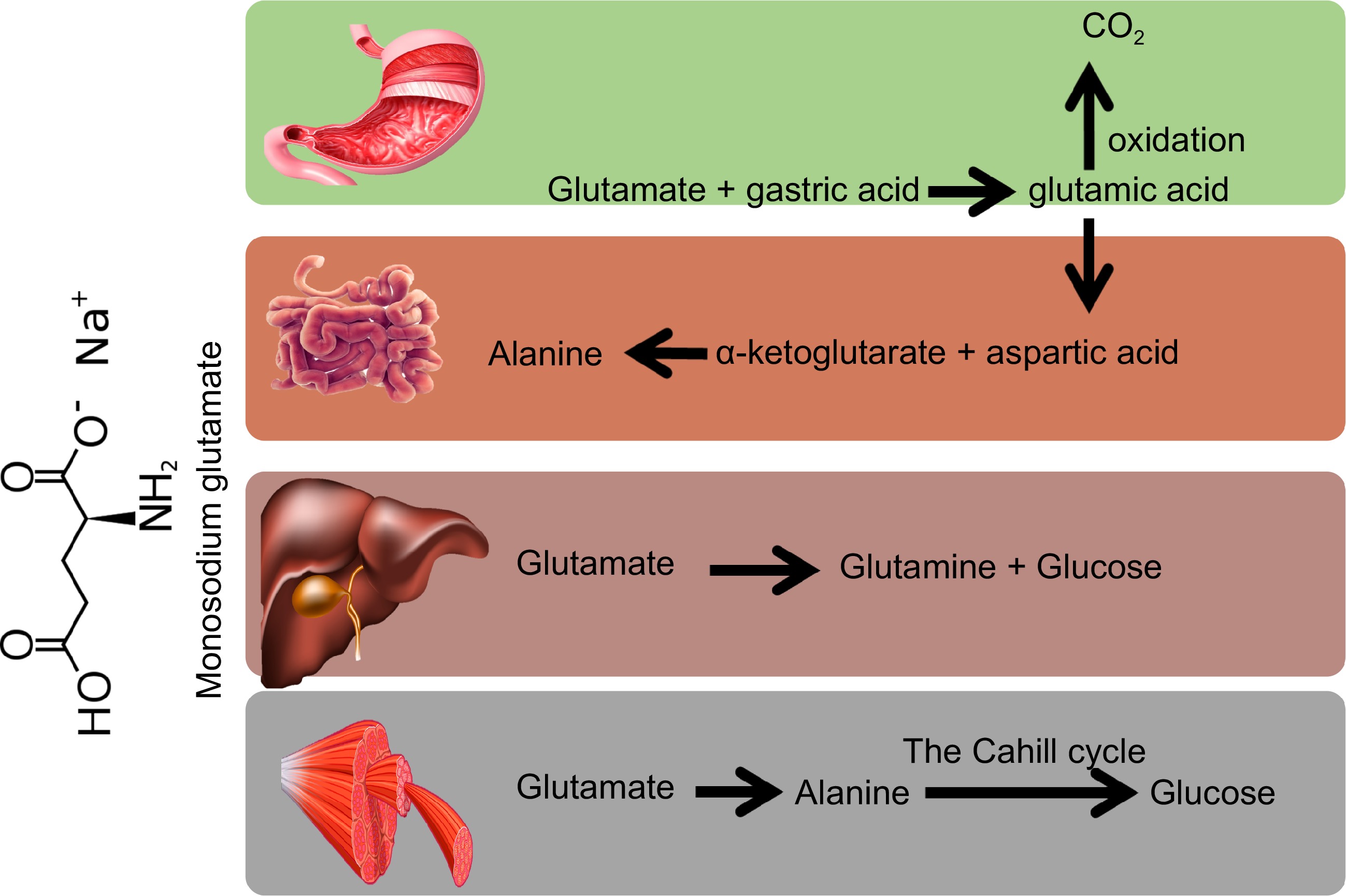 Monosodium Glutamate Kills Brain Cells at Ronald Hollon blog