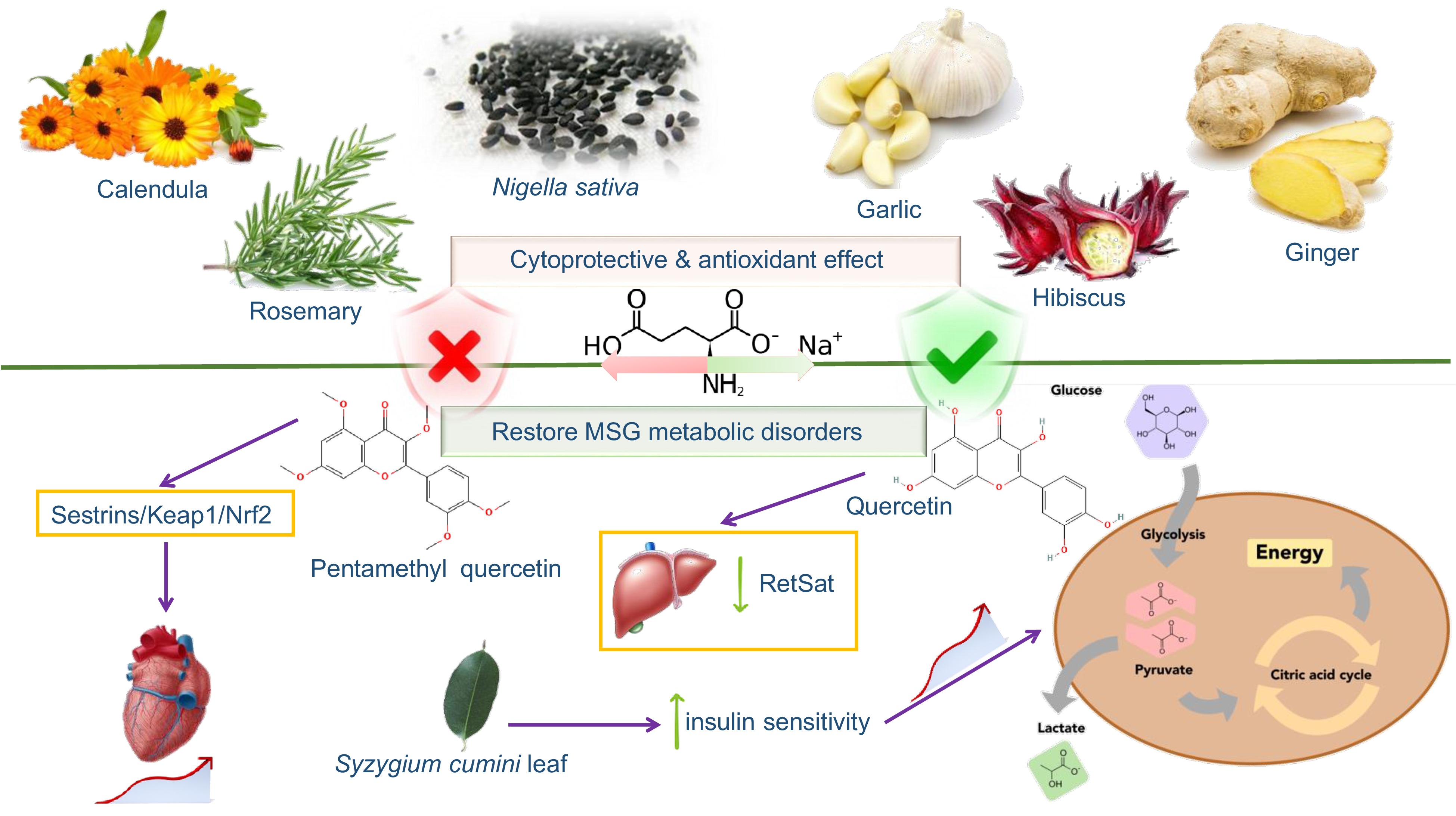 A multifaceted review of monosodium glutamate effects on human health ...