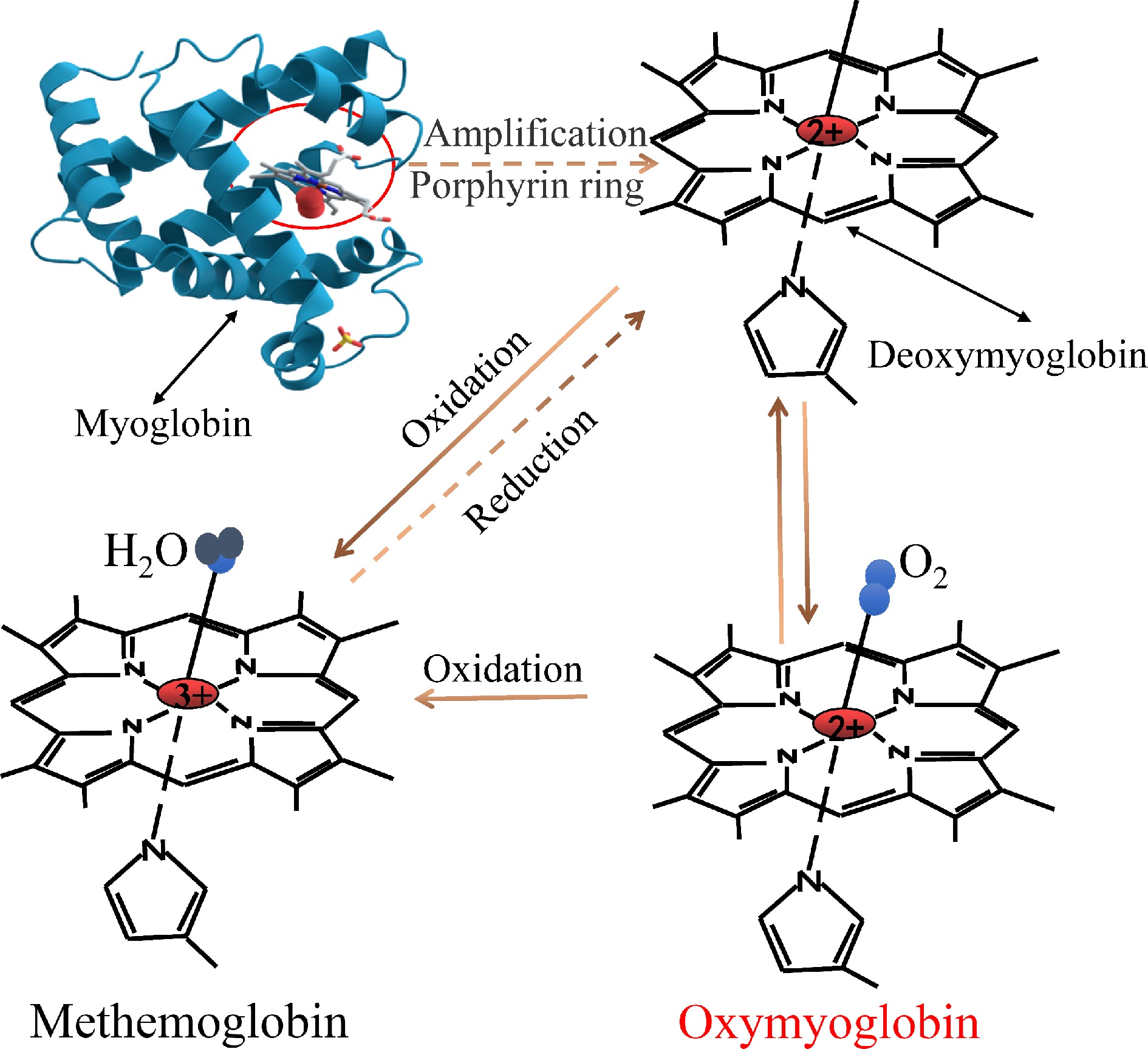 Effect of changes in the structure of myoglobin on the color of meat ...