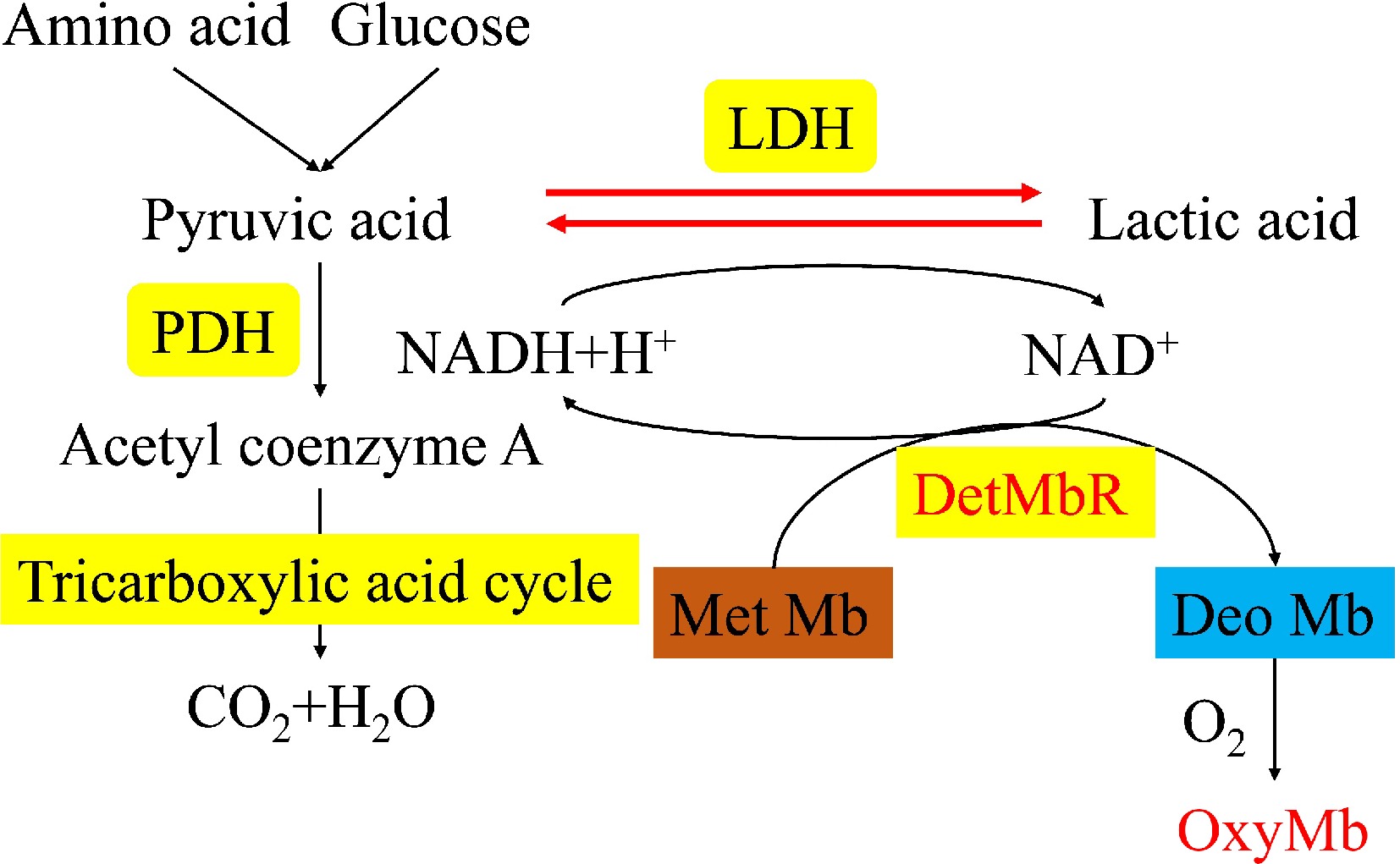 Effect of changes in the structure of myoglobin on the color of meat ...