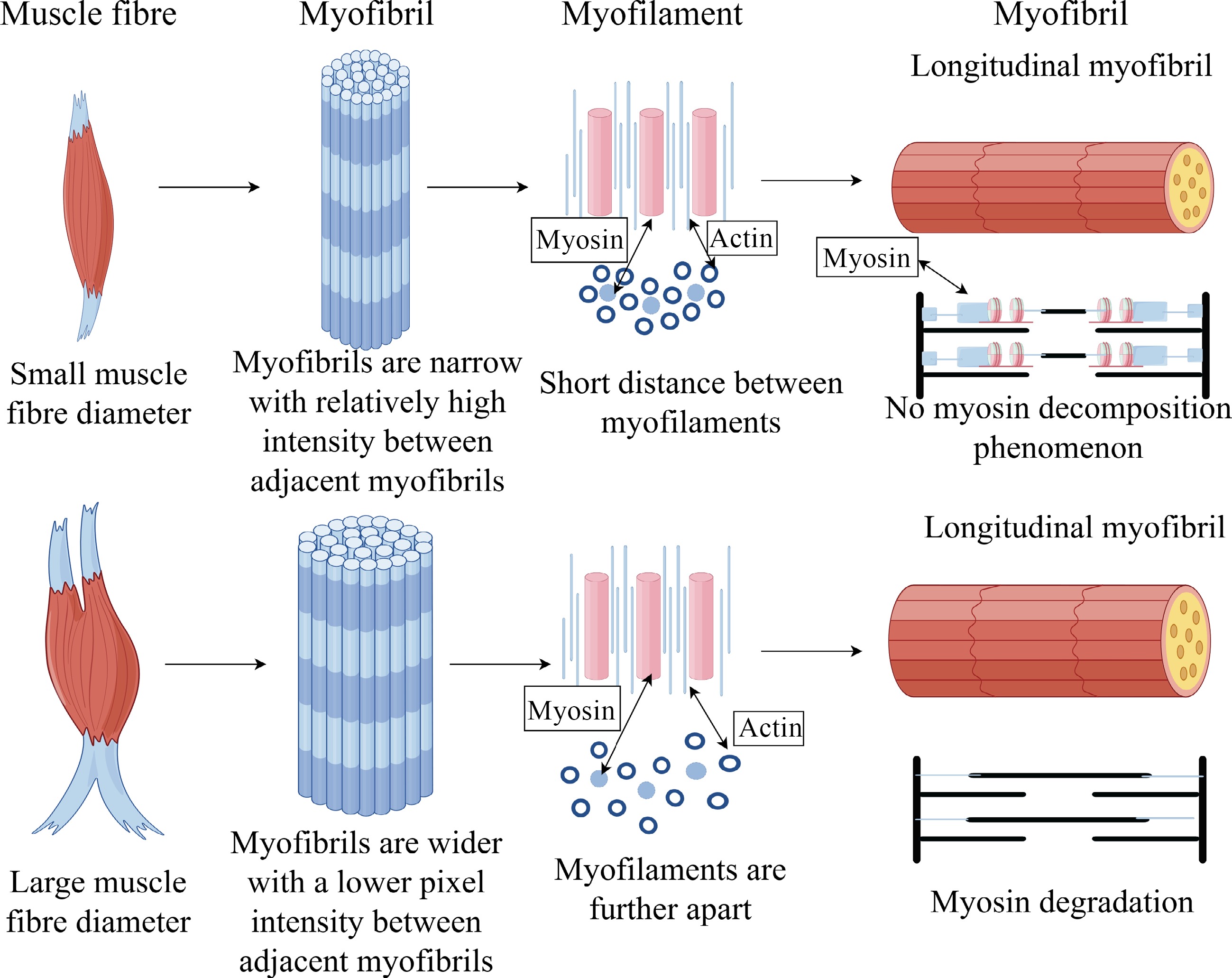 Effect of changes in the structure of myoglobin on the color of meat ...