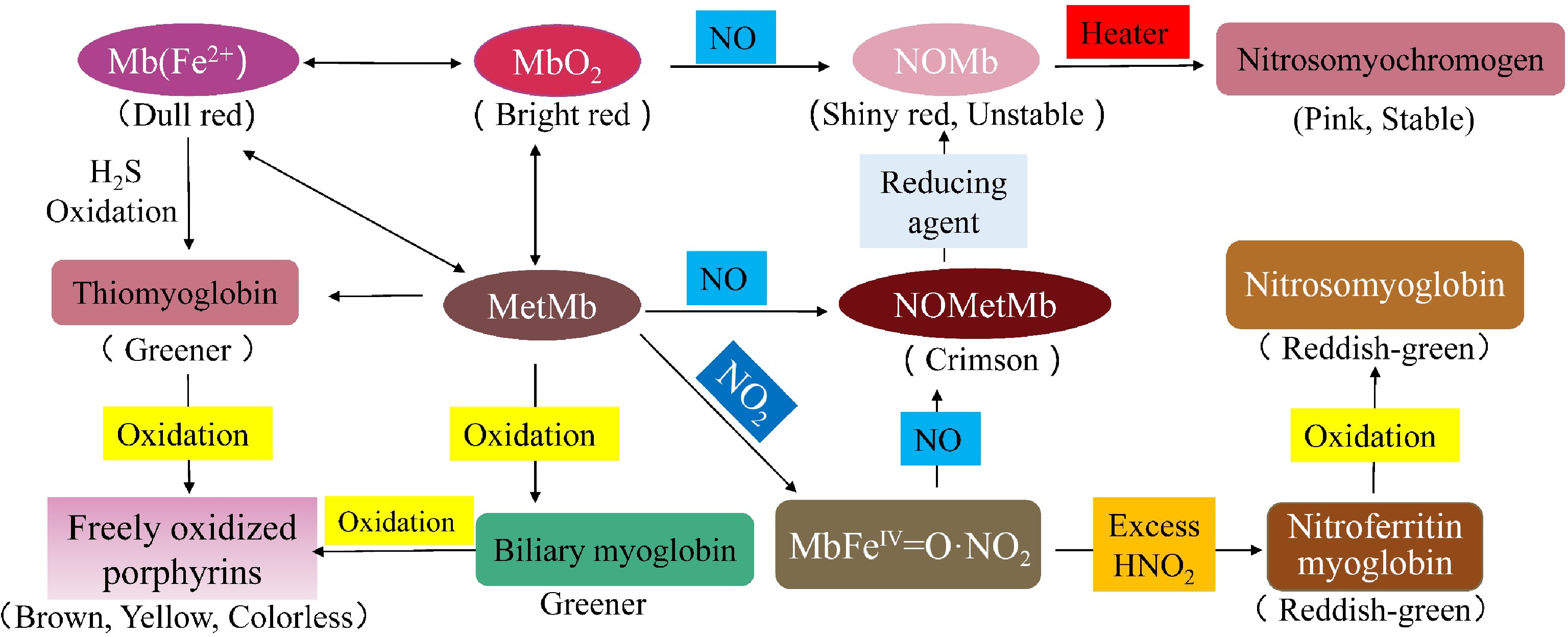 Effect of changes in the structure of myoglobin on the color of meat ...